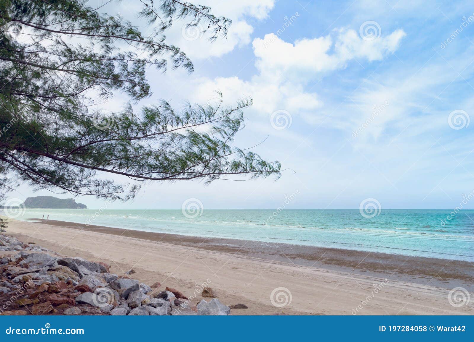 Closeup Pine Tree with Seaside Background Stock Photo - Image of ...