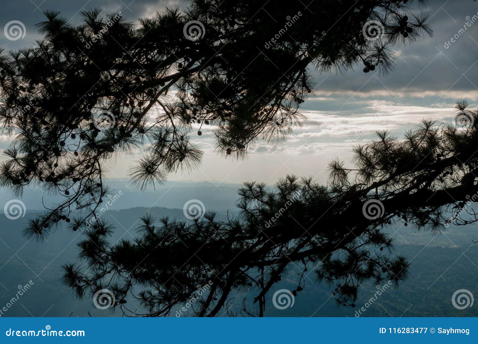 Pine Tree with Sky Landscape Stock Image - Image of pine, green: 116283477