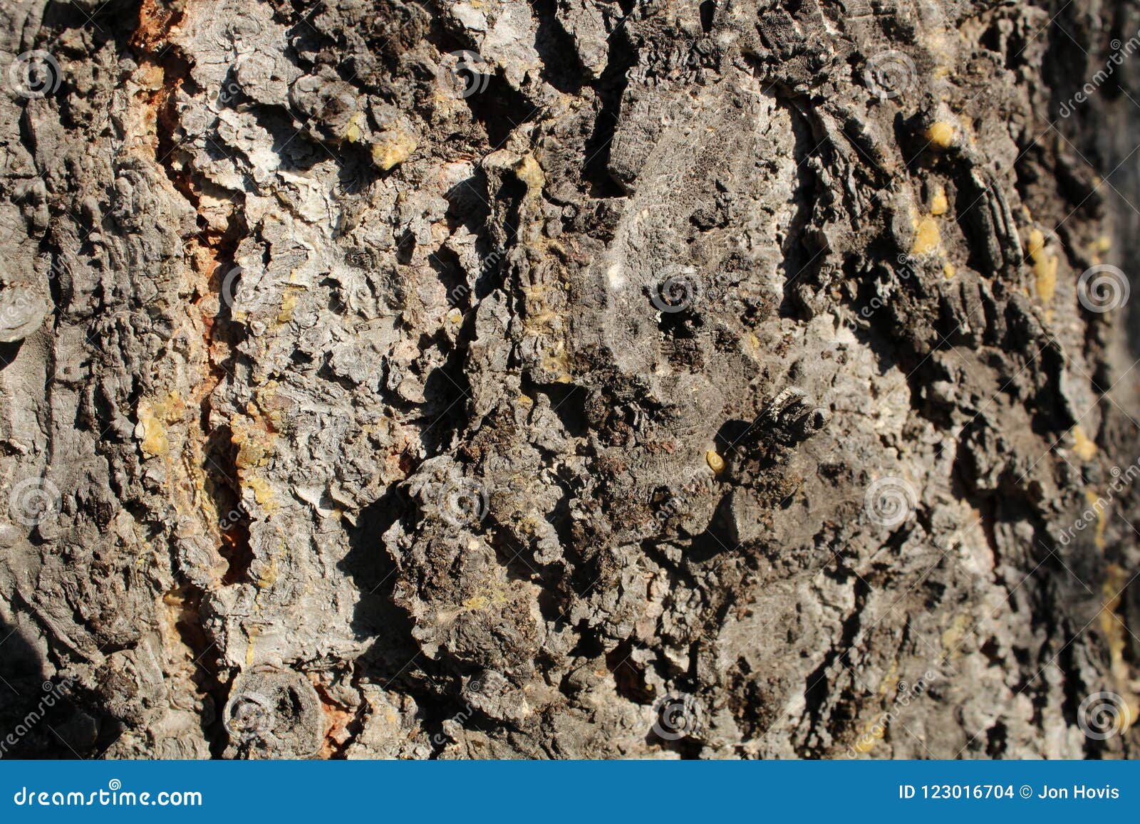 Closeup of Pine Tree Trunk stock photo. Image of colorado - 123016704