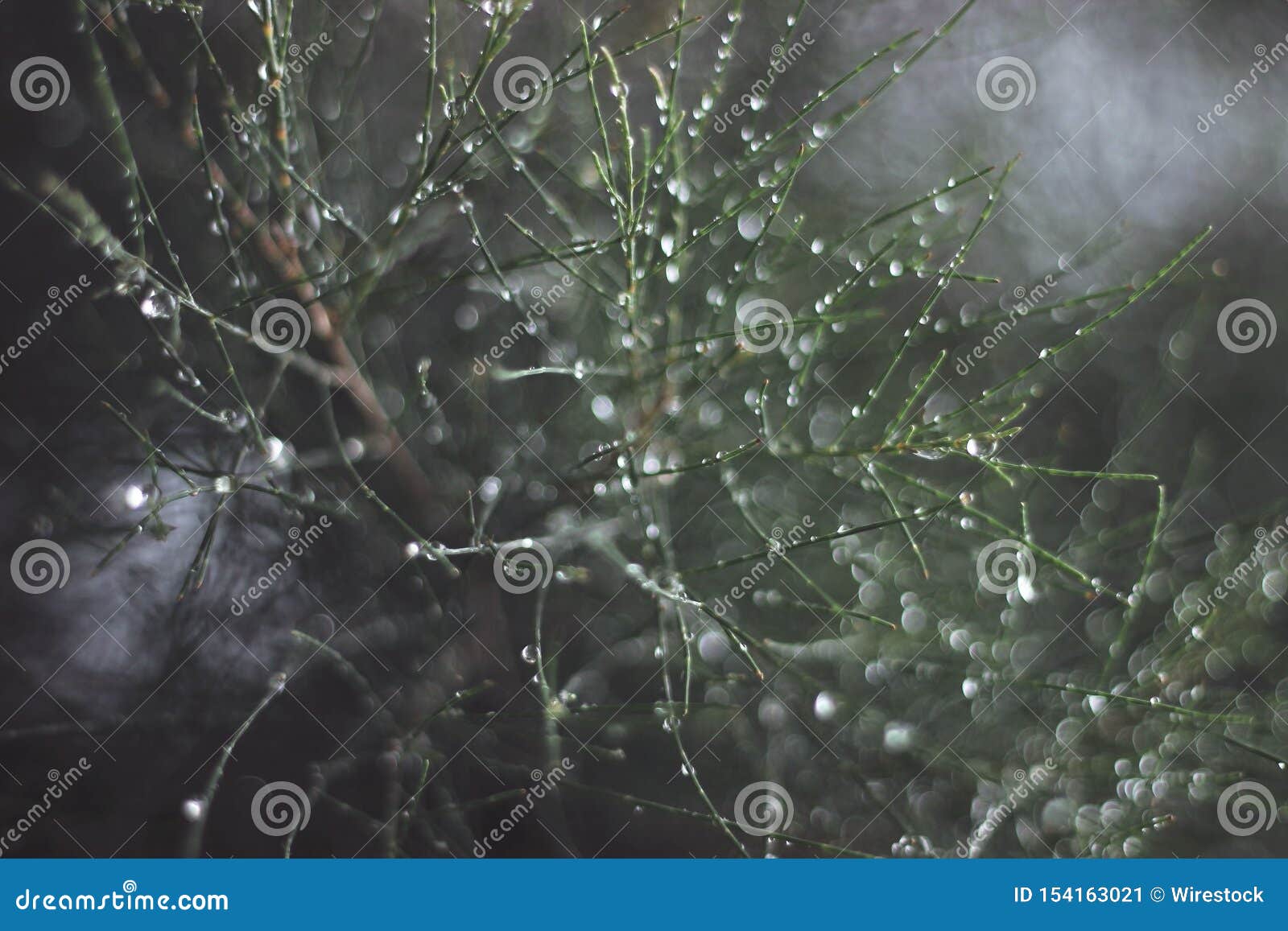 Closeup of a Pine Tree with Water Drops and a Blurred Natural ...