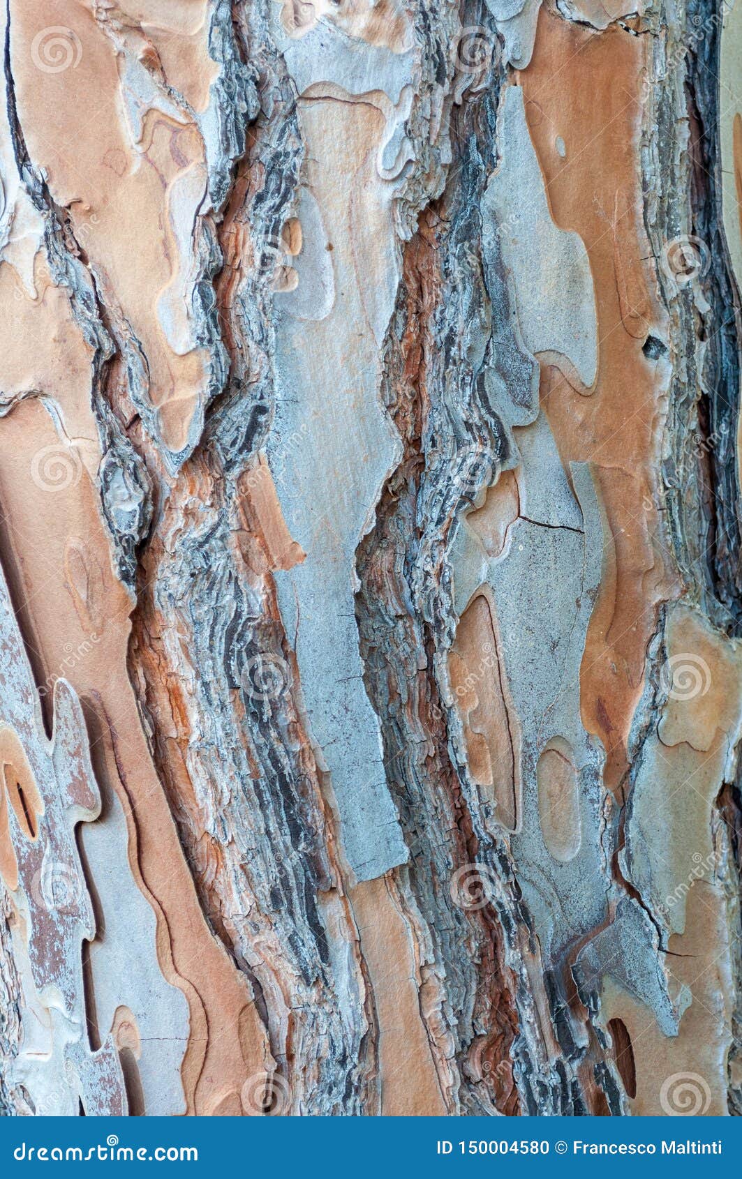 Closeup of pine tree wood stock photo. Image of brown - 150004580