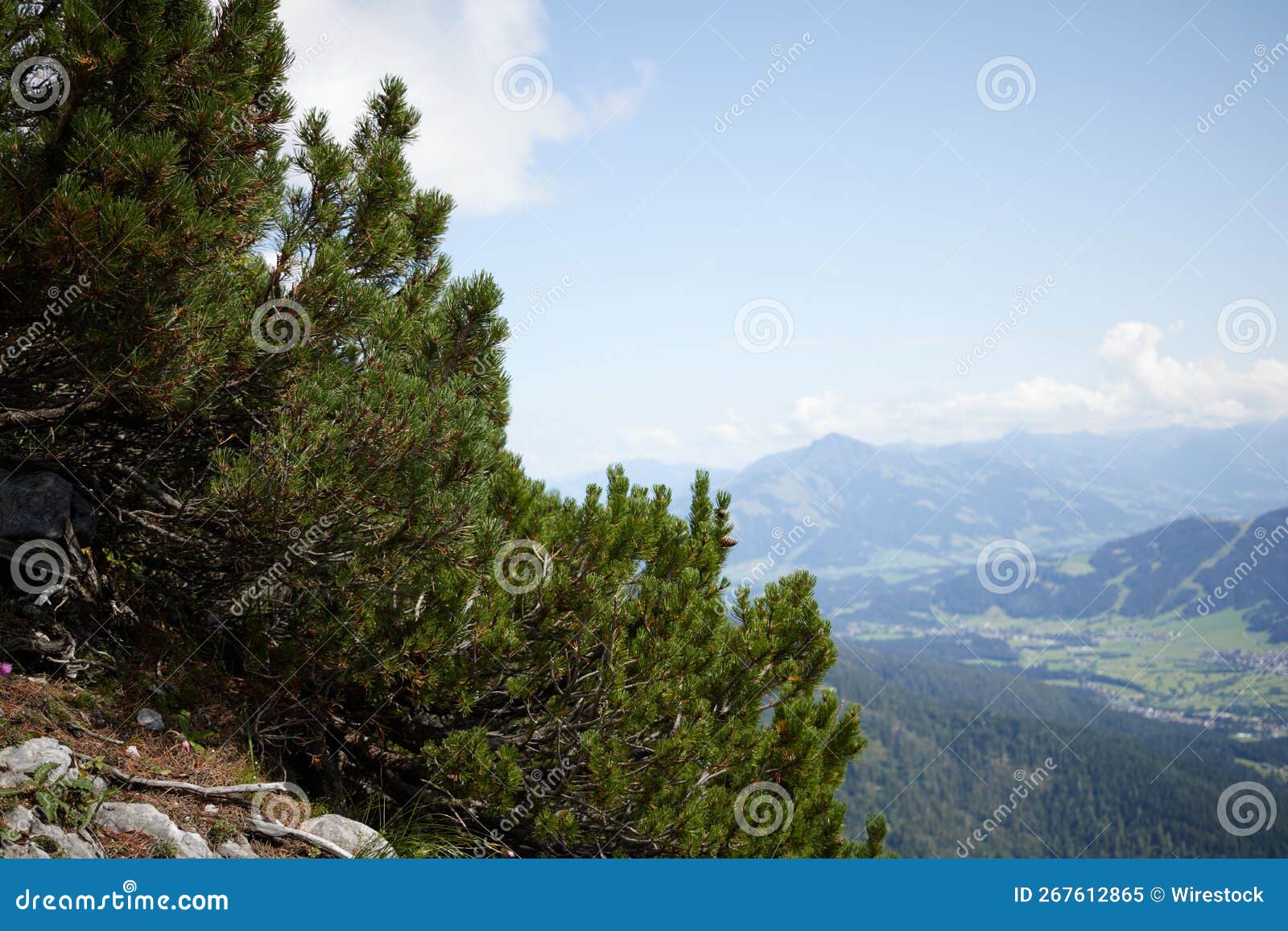 Closeup of Pine Trees on a Hillside Against the Blurred Mountains ...