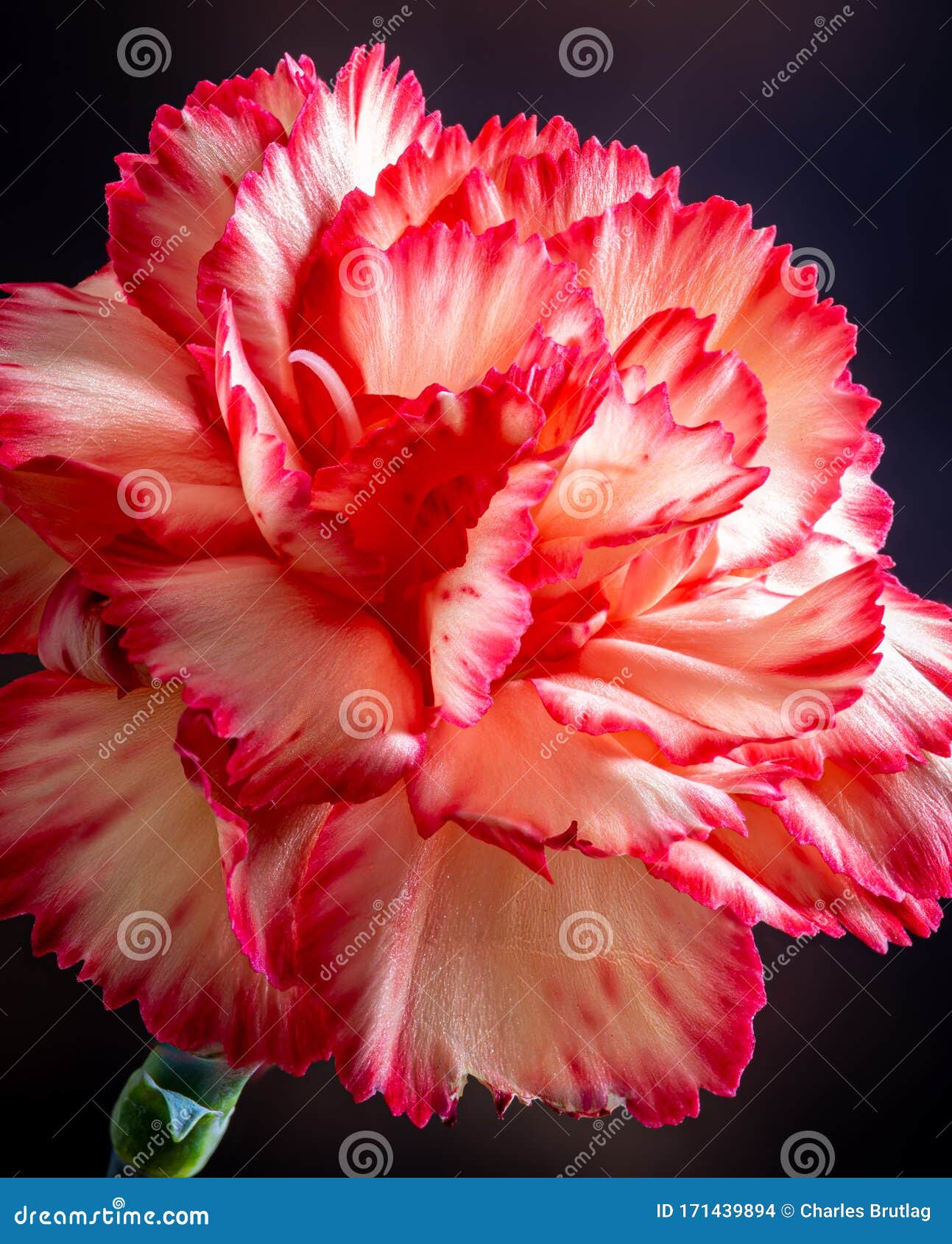 Closeup of a Pink Carnation Flower Stock Photo - Image of natural ...