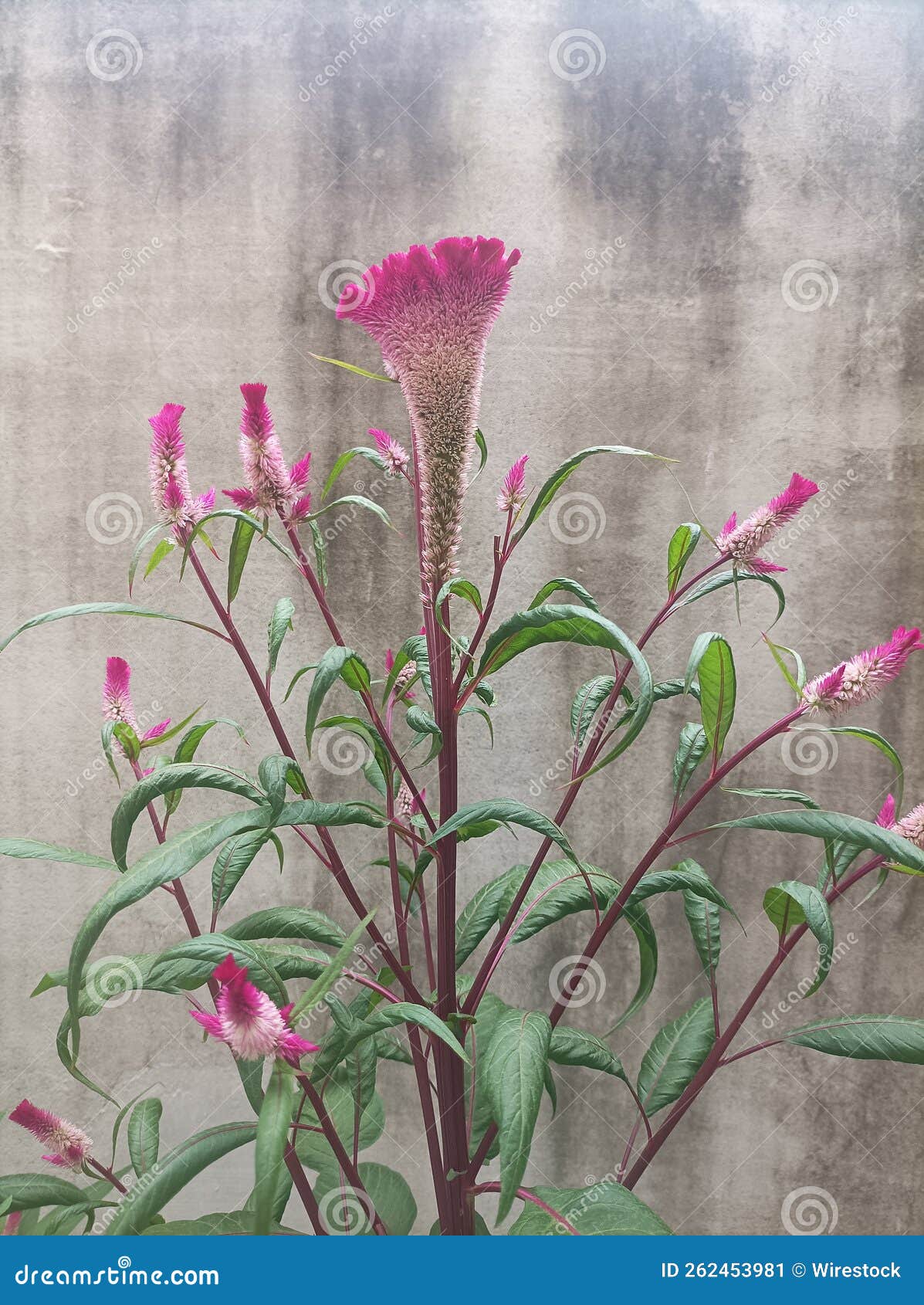 Closeup of a Pink Cockscomb Plant on a Rustic Gray Wall Background ...