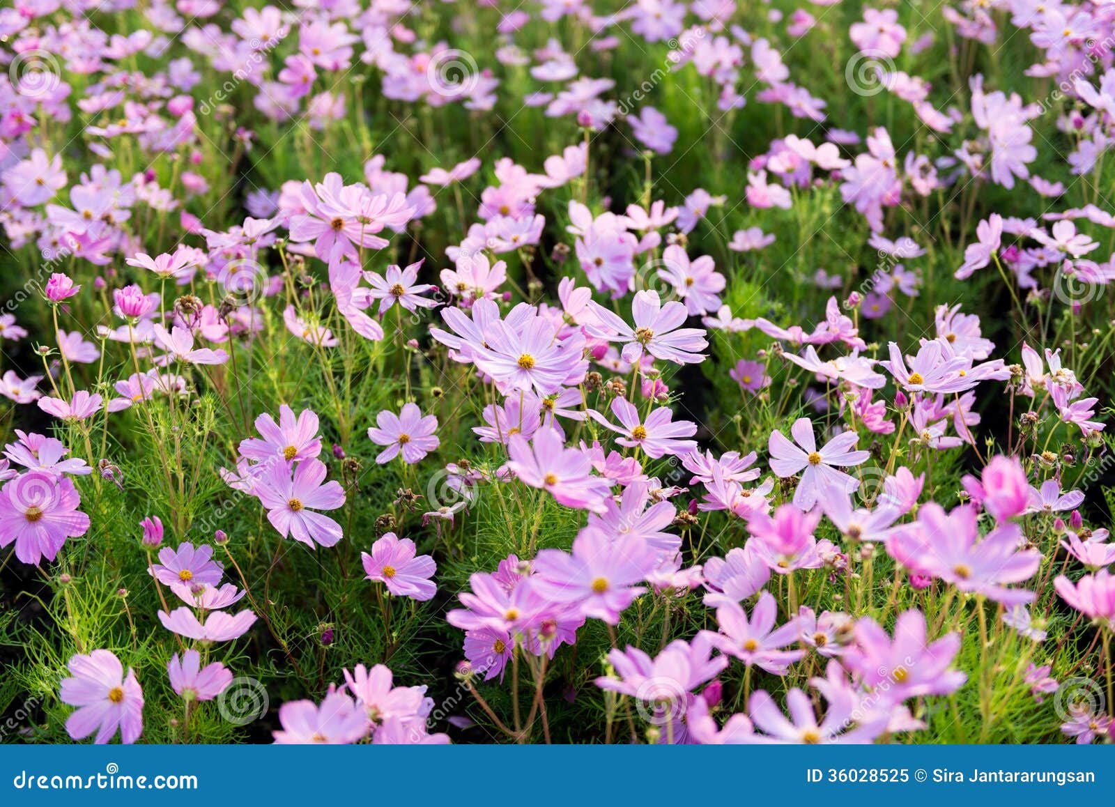 Closeup Pink Cosmos Flower Garden Stock Image - Image of vibrant ...