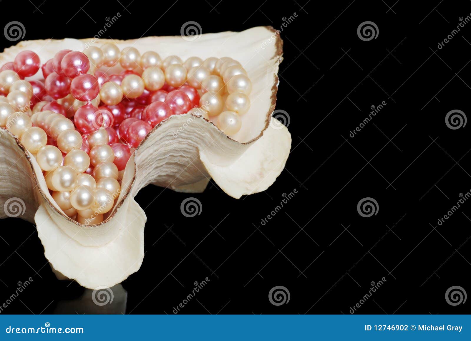 Closeup of Pink and Cream Colored Pearls in Shell Stock Photo - Image ...