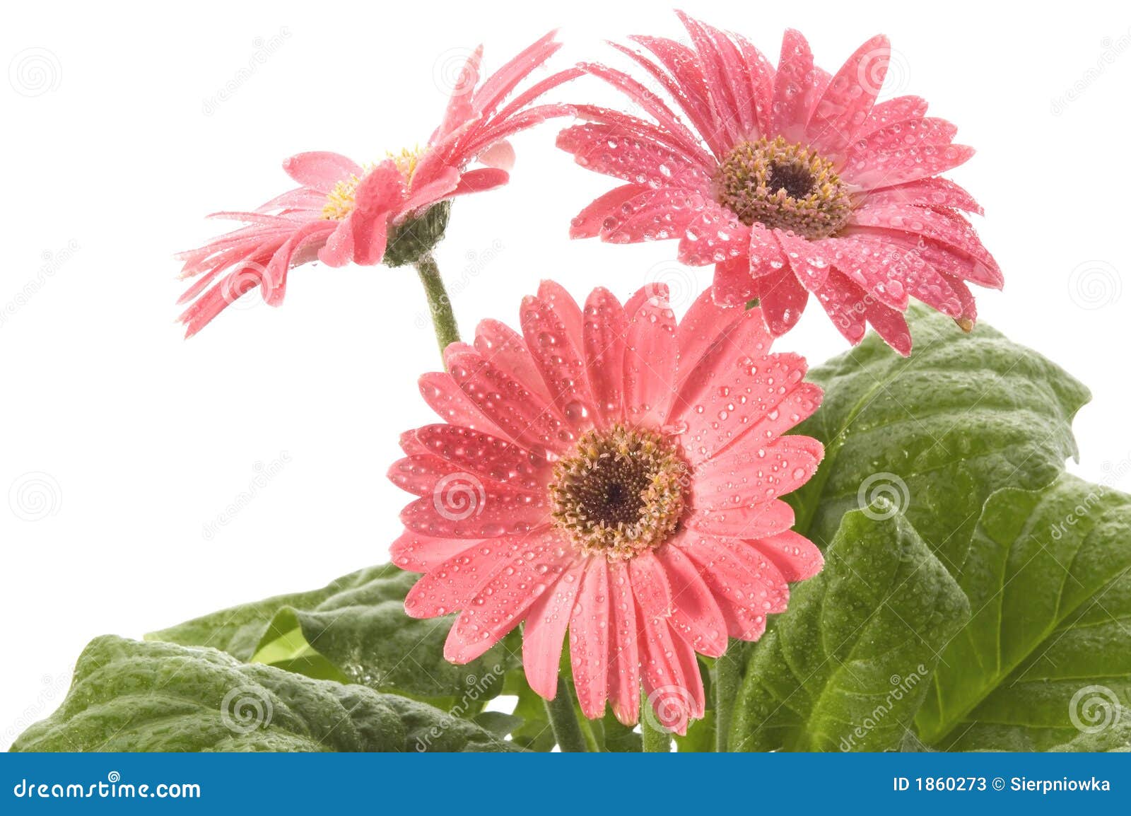 Closeup of Pink Daisy with Water Droplets Stock Image - Image of ...