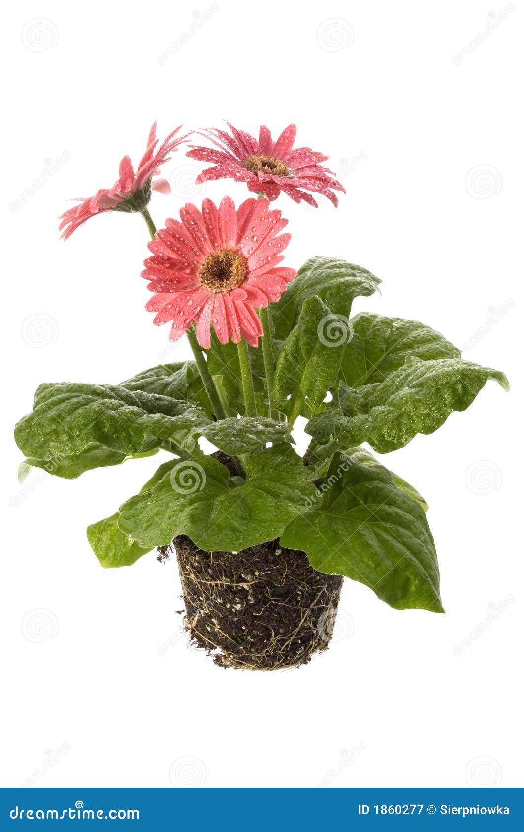 Closeup of Pink Daisy with Water Droplets Stock Image - Image of green ...