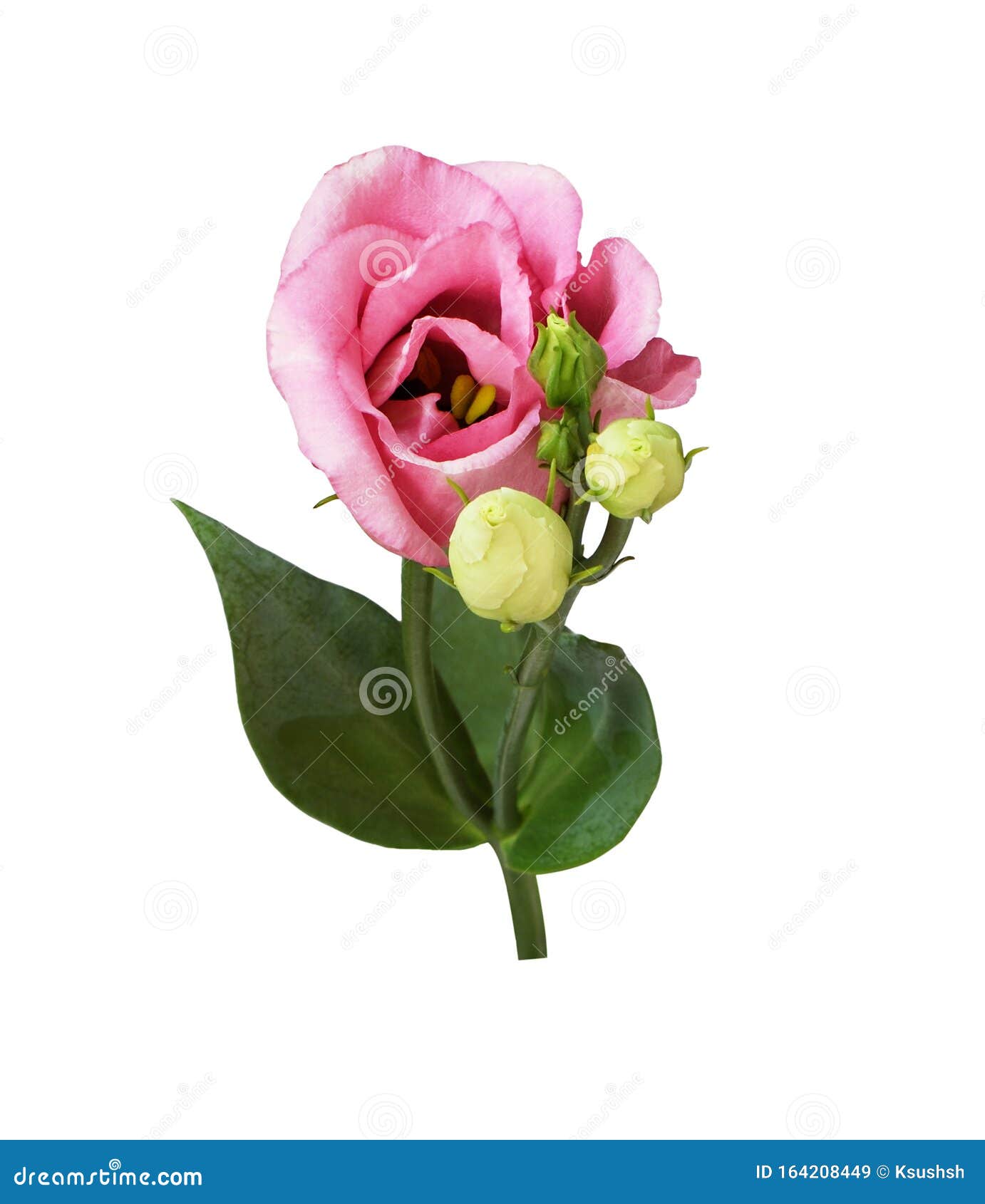 Closeup of Pink Eustoma Flowers Stock Image - Image of summer, beauty ...