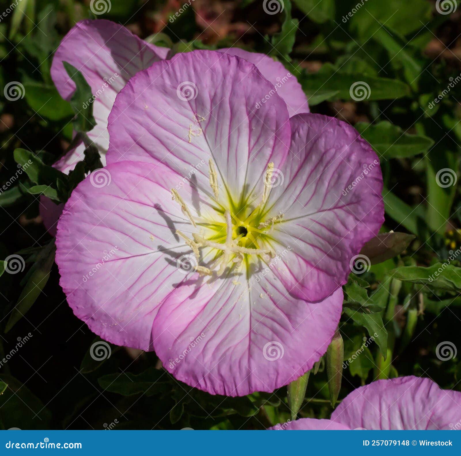 Closeup of a Pink Evening Primrose Stock Photo - Image of blossom ...