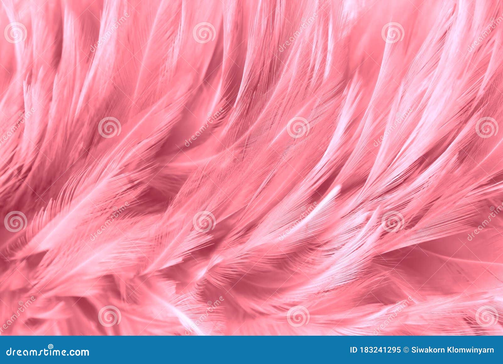 Pink Feather Background