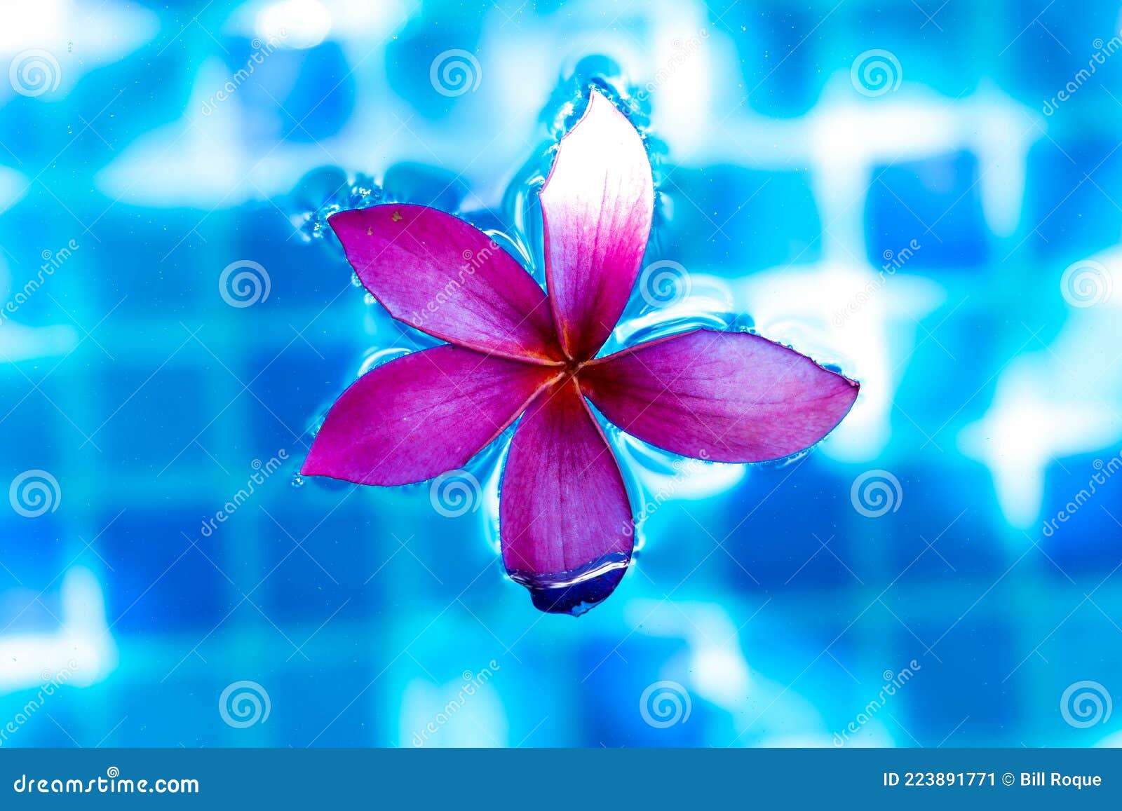 Closeup Pink Flower while Floating on a Blue Pond Water Stock Image ...