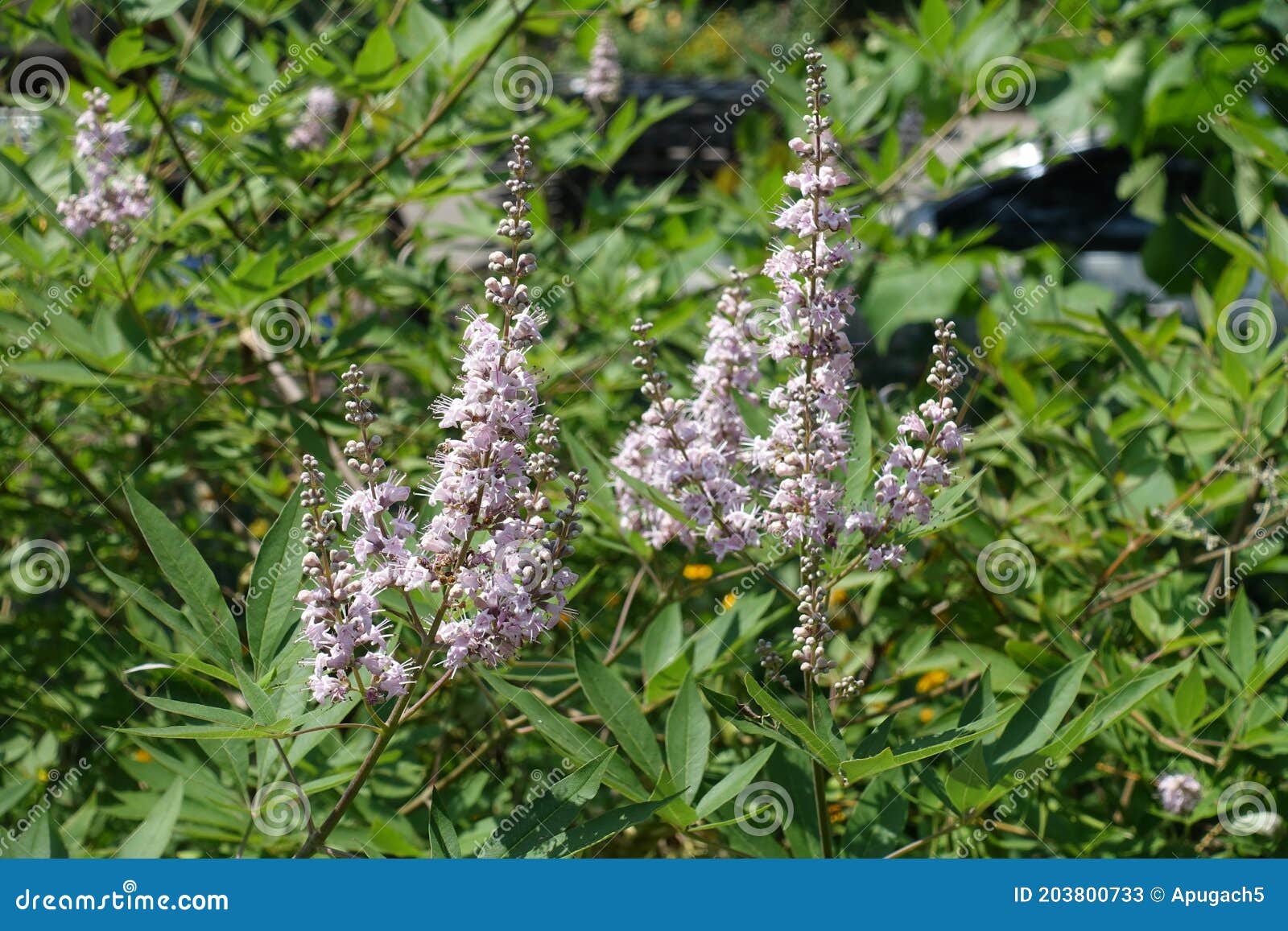Closeup of Pink Flowers of Chaste Tree in July Stock Image - Image of ...