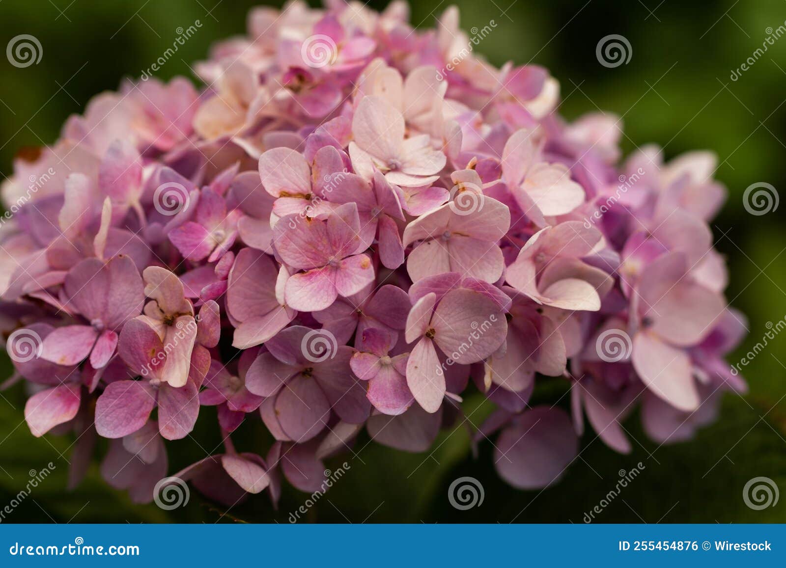 Closeup of a Pink French Hydrangea S Beautiful Mophead Stock Photo ...