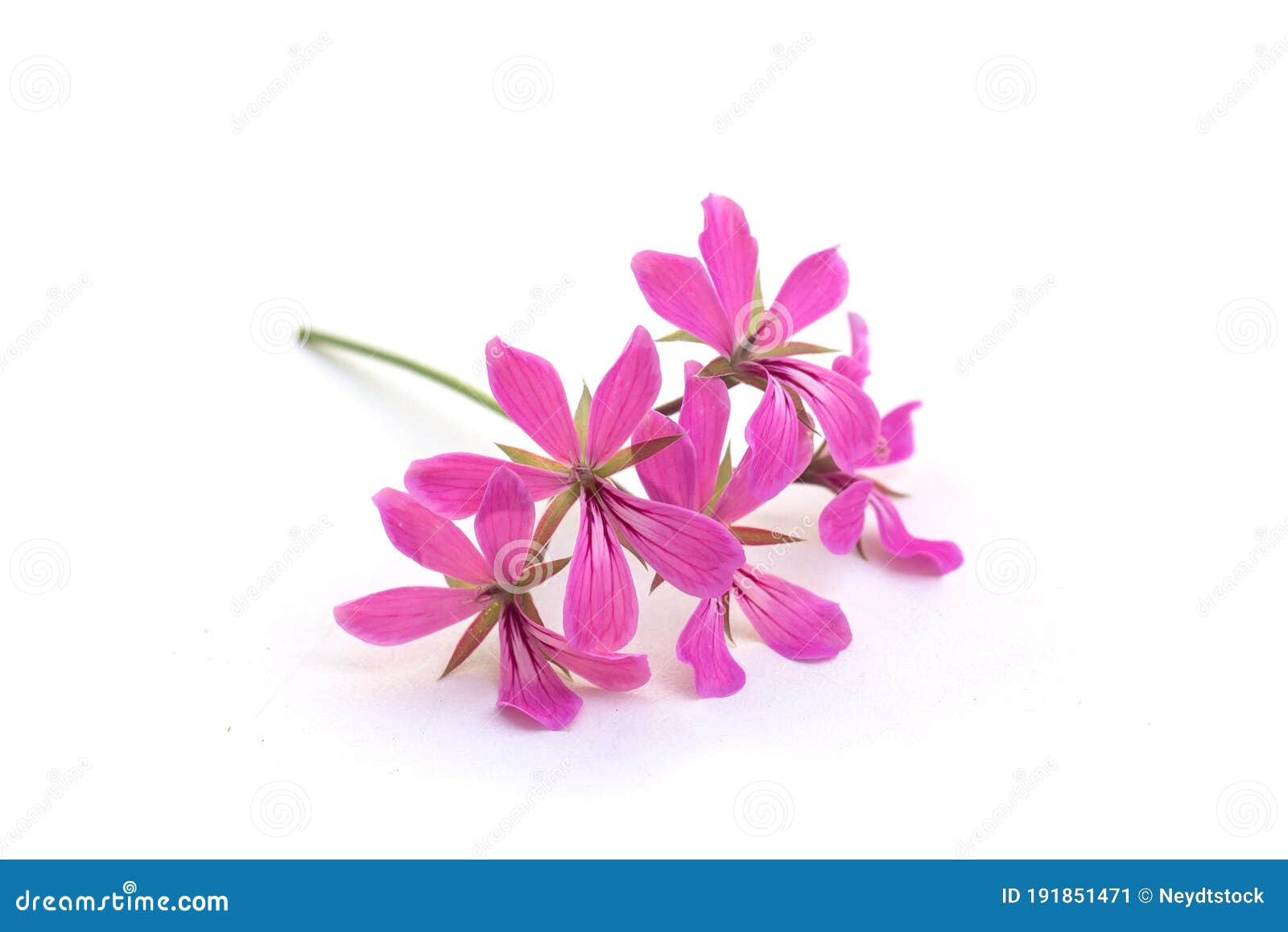 Pink Geranium Flower on White Background Stock Image - Image of beauty ...