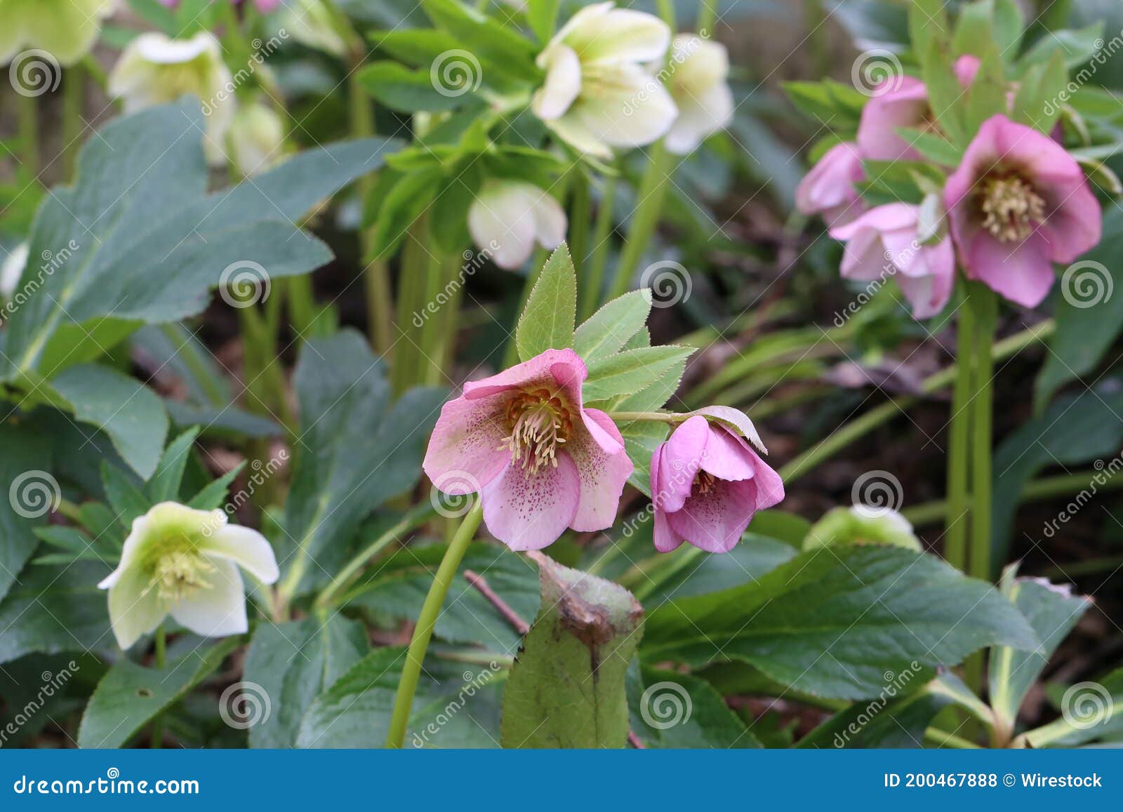 Closeup of Pink Hellebore Flowers Stock Photo - Image of perennial ...