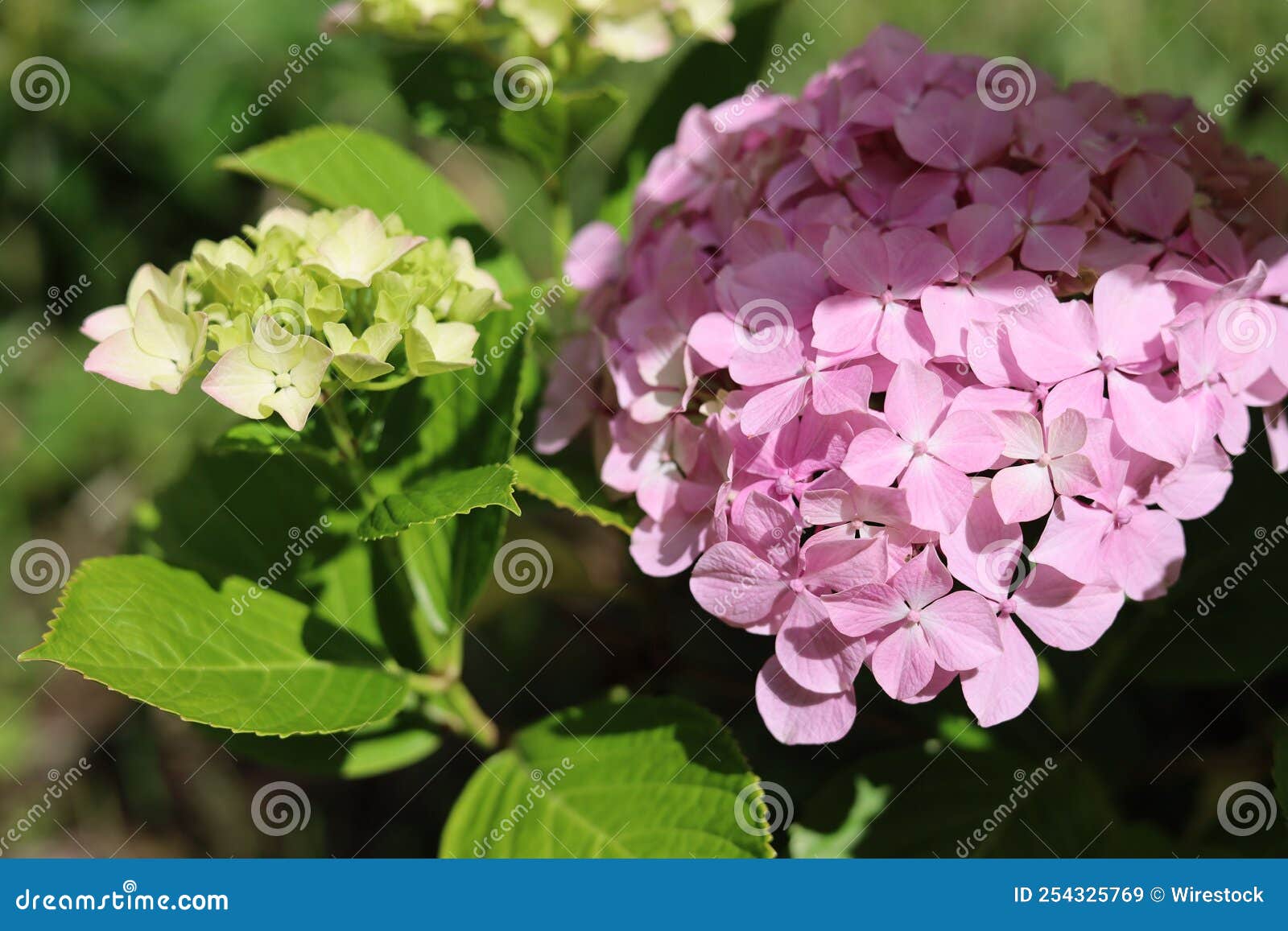 Closeup of a Pink Hydrangea with Leaves and Blurred Gardren Stock Image ...