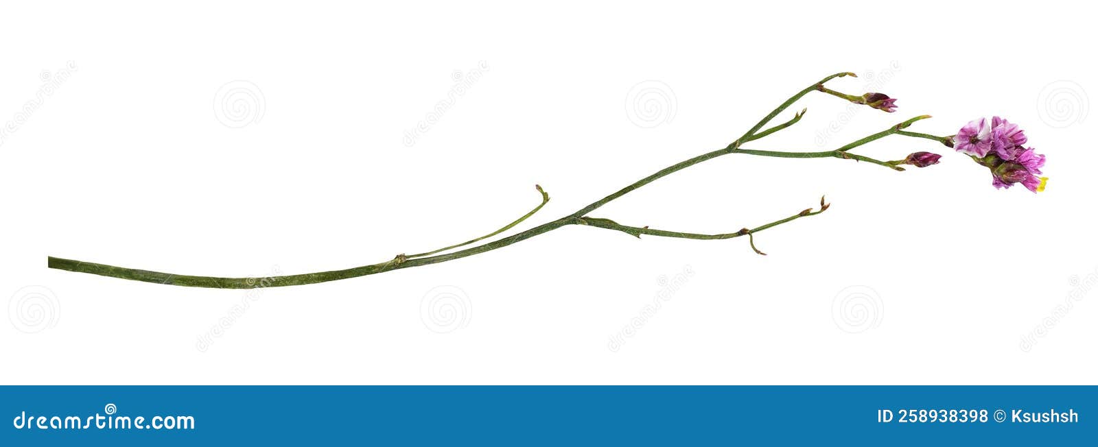 Closeup of Pink Limonium Small Flowers Isolated Stock Photo - Image of ...