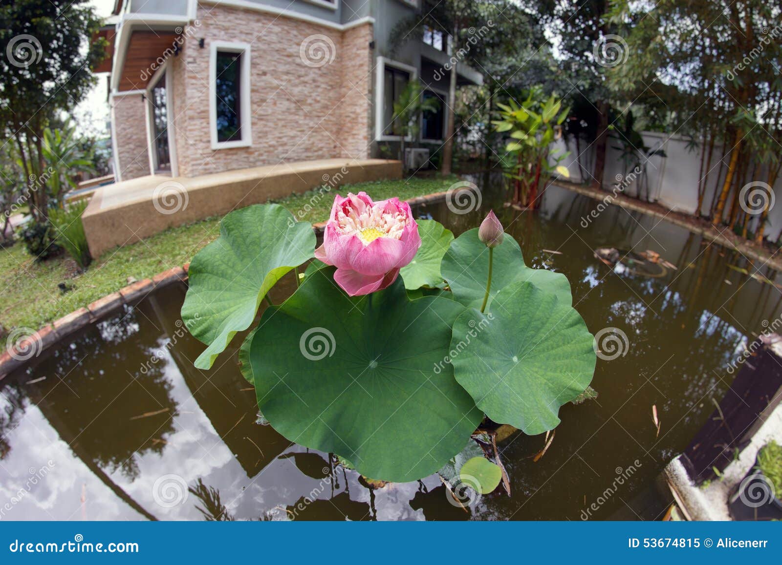 Closeup of Pink Lotus Flower in the Pool in a Garden Stock Image ...