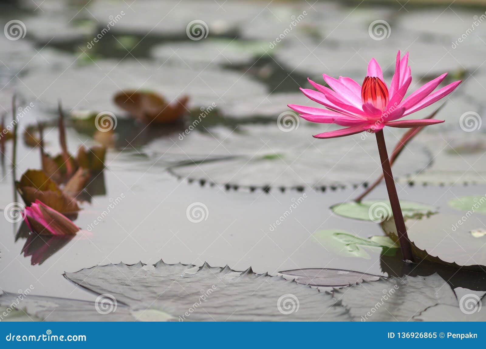 Pink Lotus Leaf with Sharp Notches Nymphaea Lotus NYMPHAEACEAE Water ...