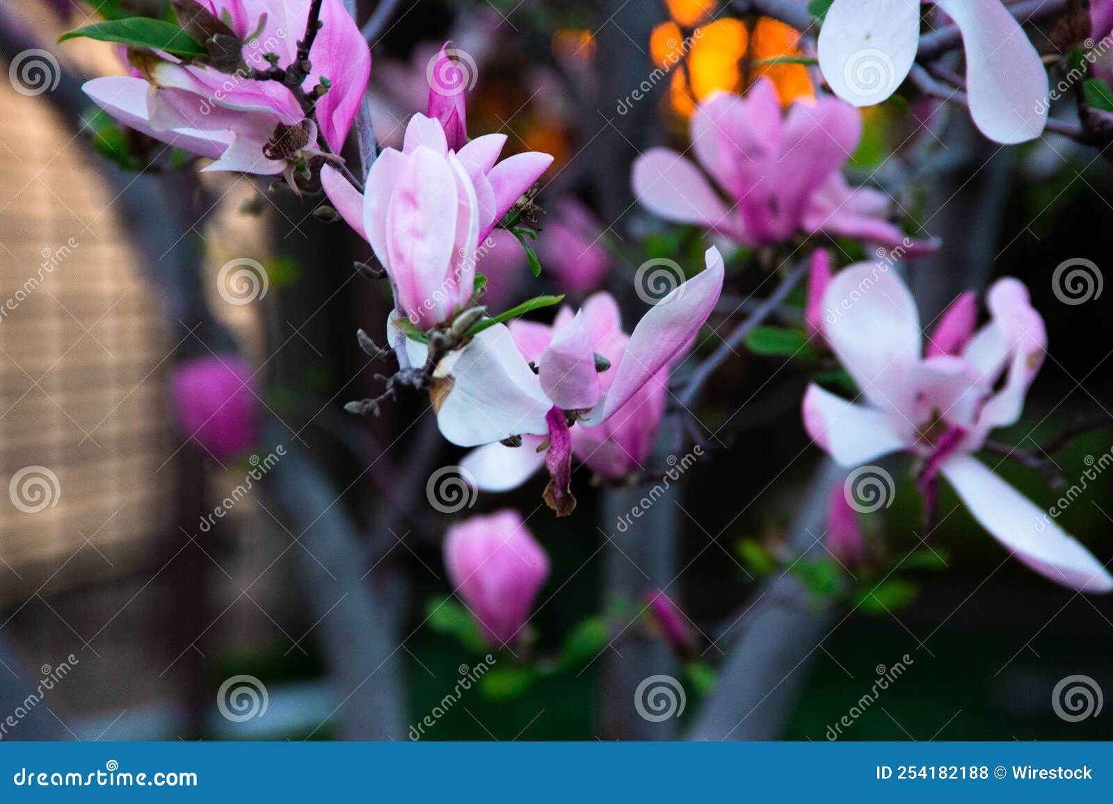 Closeup of pink magnolias stock photo. Image of flowers - 254182188