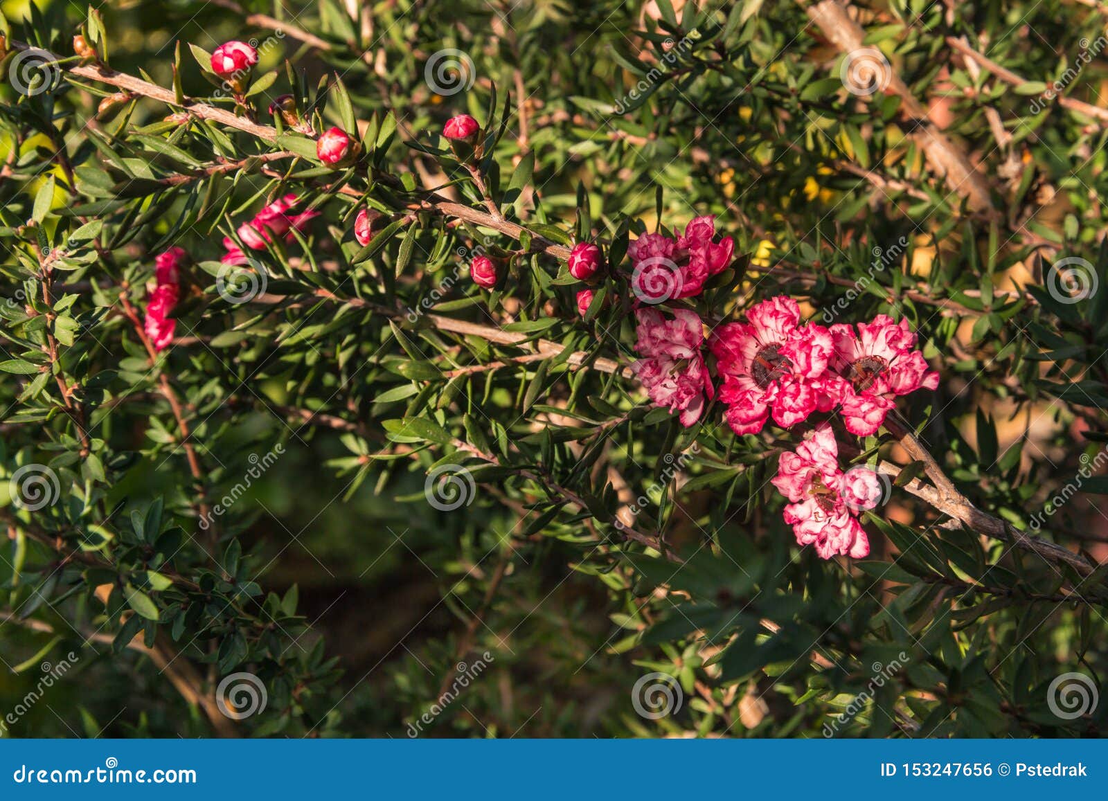 Pink Manuka Bush with Flowers in Bloom Stock Photo - Image of scoparium ...