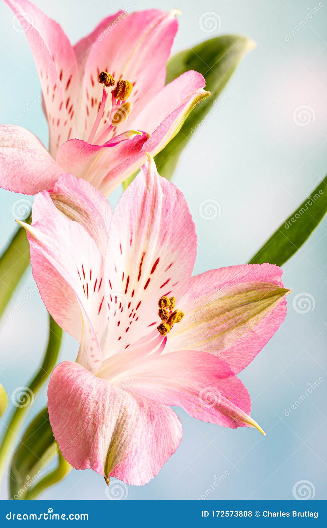 Closeup of a Pink Peruvian Lily Stock Photo - Image of flower, closeup ...