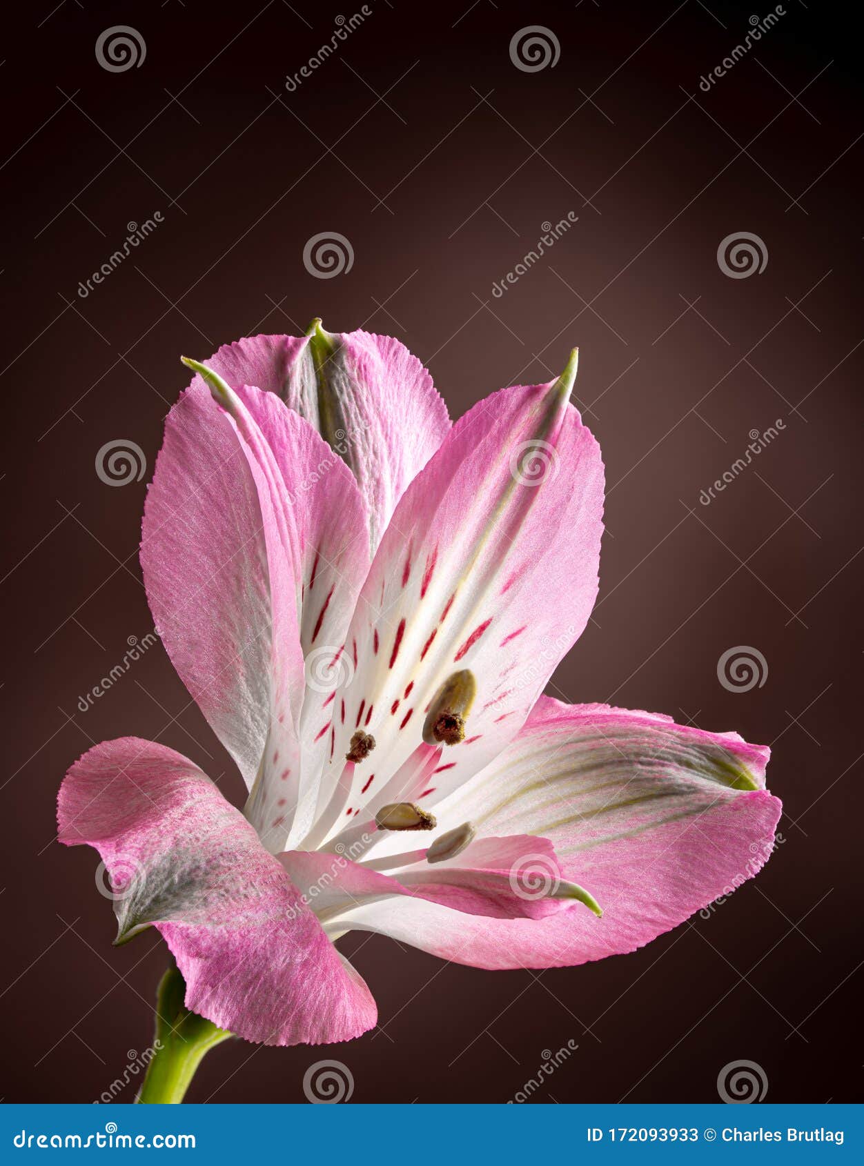 Closeup of a Pink Peruvian Lily Flower Stock Image - Image of flower ...