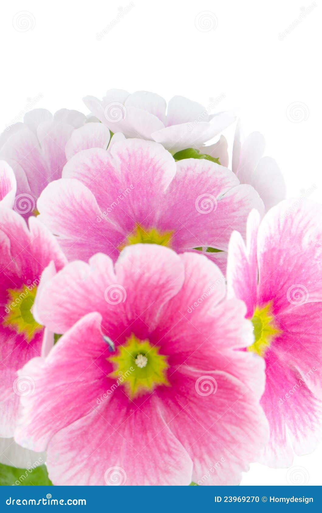 Closeup of Pink Primrose Flowers Stock Photo - Image of primulas, flora ...