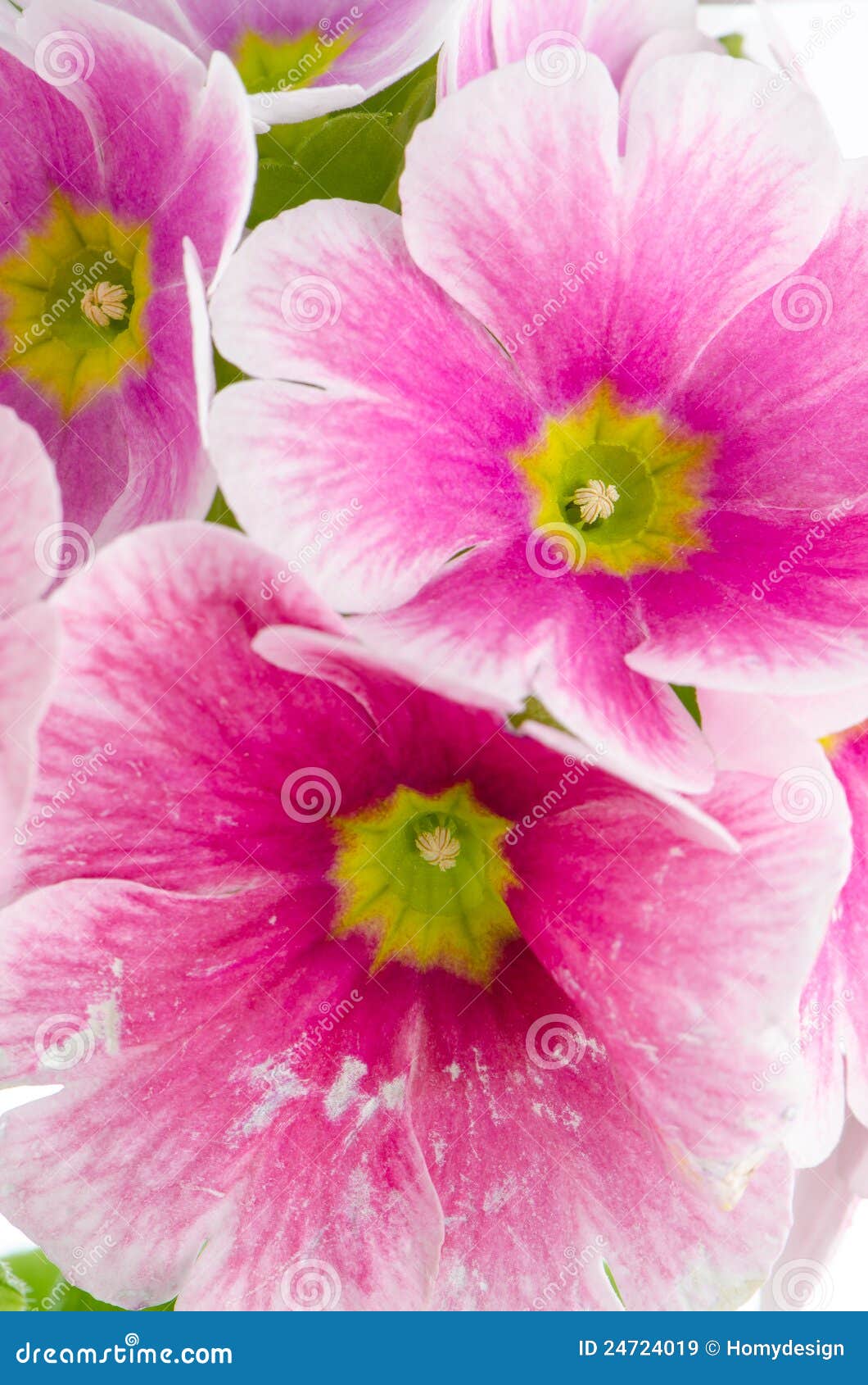 Closeup of Pink Primrose Flowers Stock Image - Image of flora, nature ...
