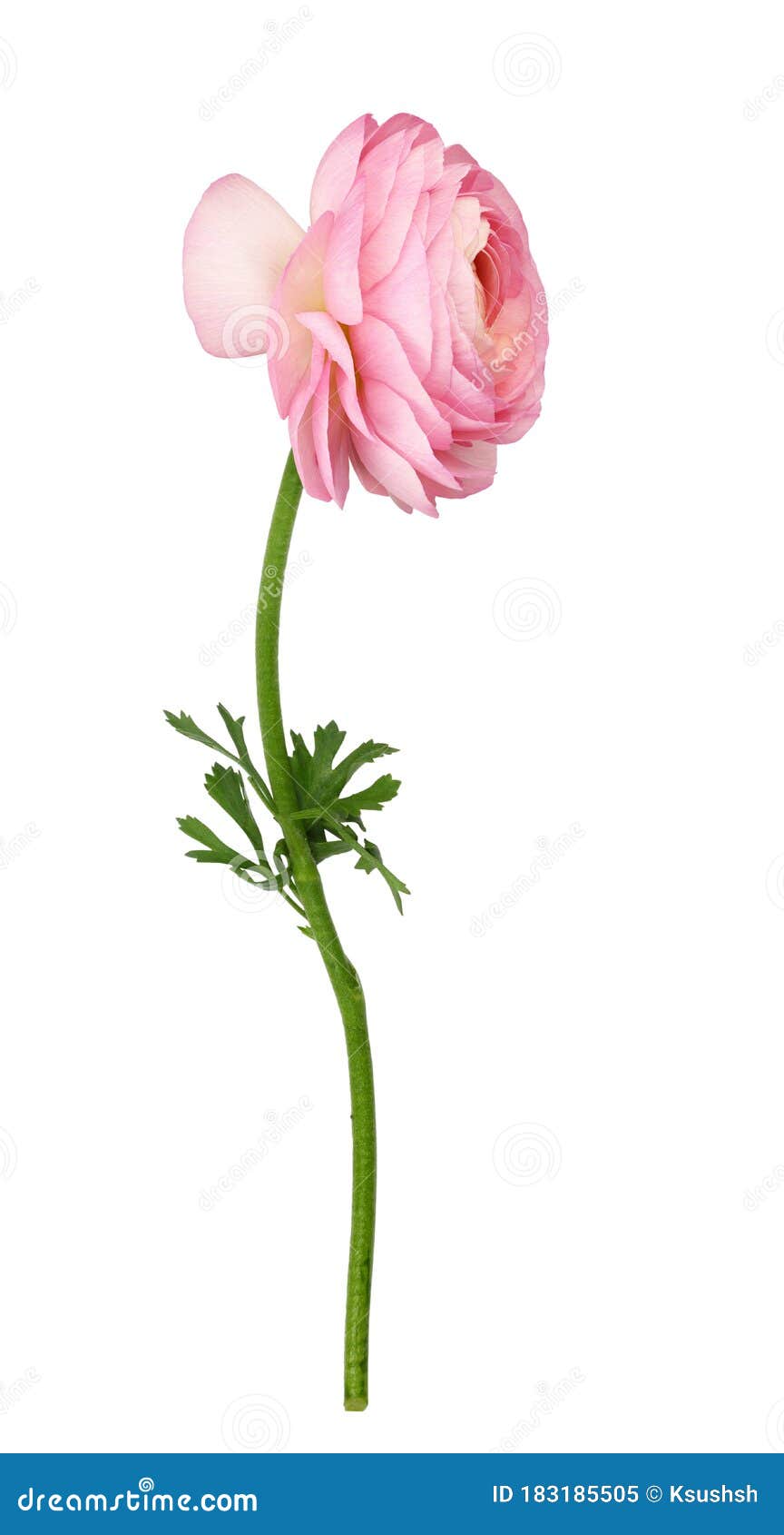 Closeup of Pink Ranunculus Flower Stock Image - Image of stem, closeup ...