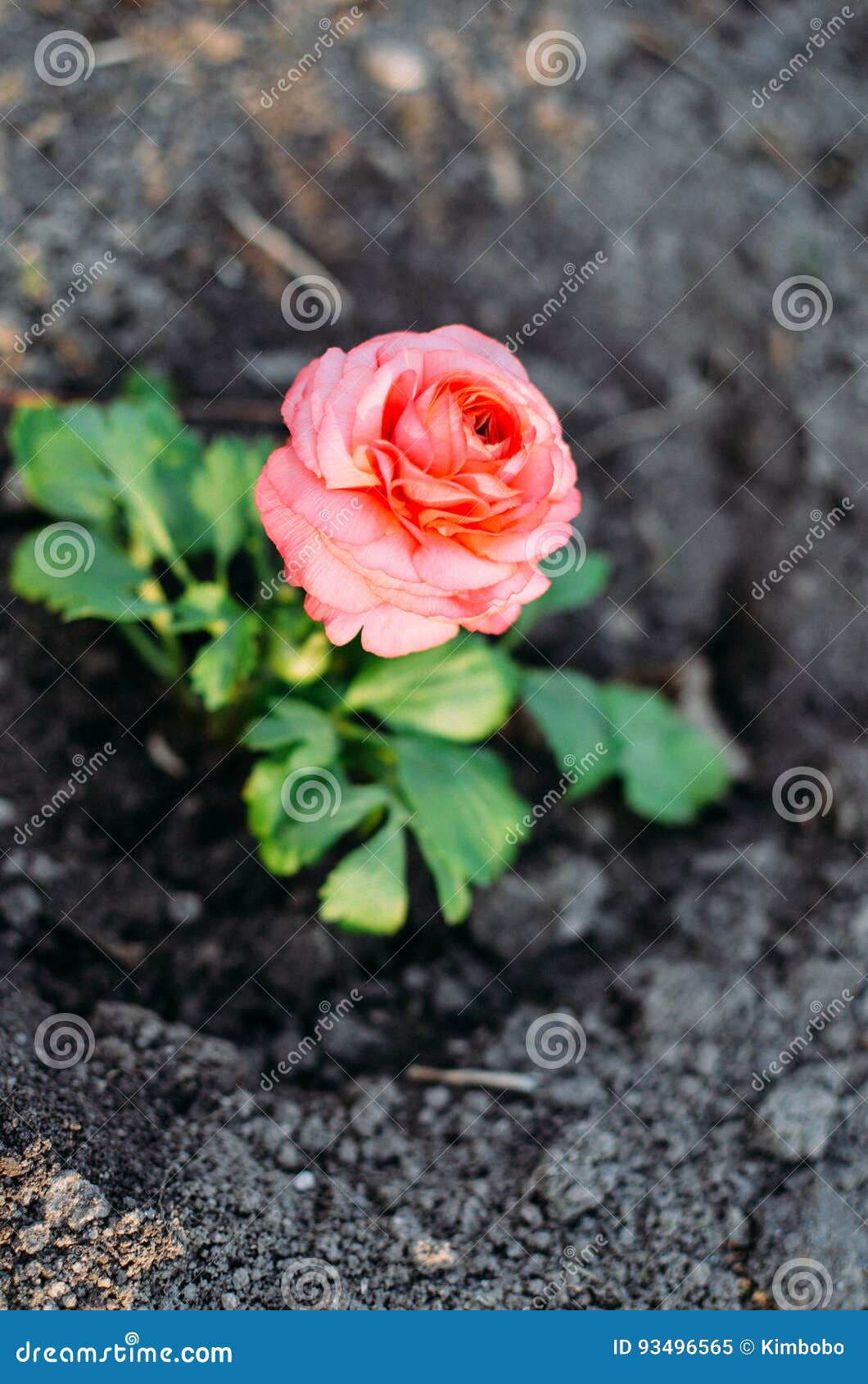 Closeup of a Pink Ranunculus Flower Stock Image - Image of drips ...