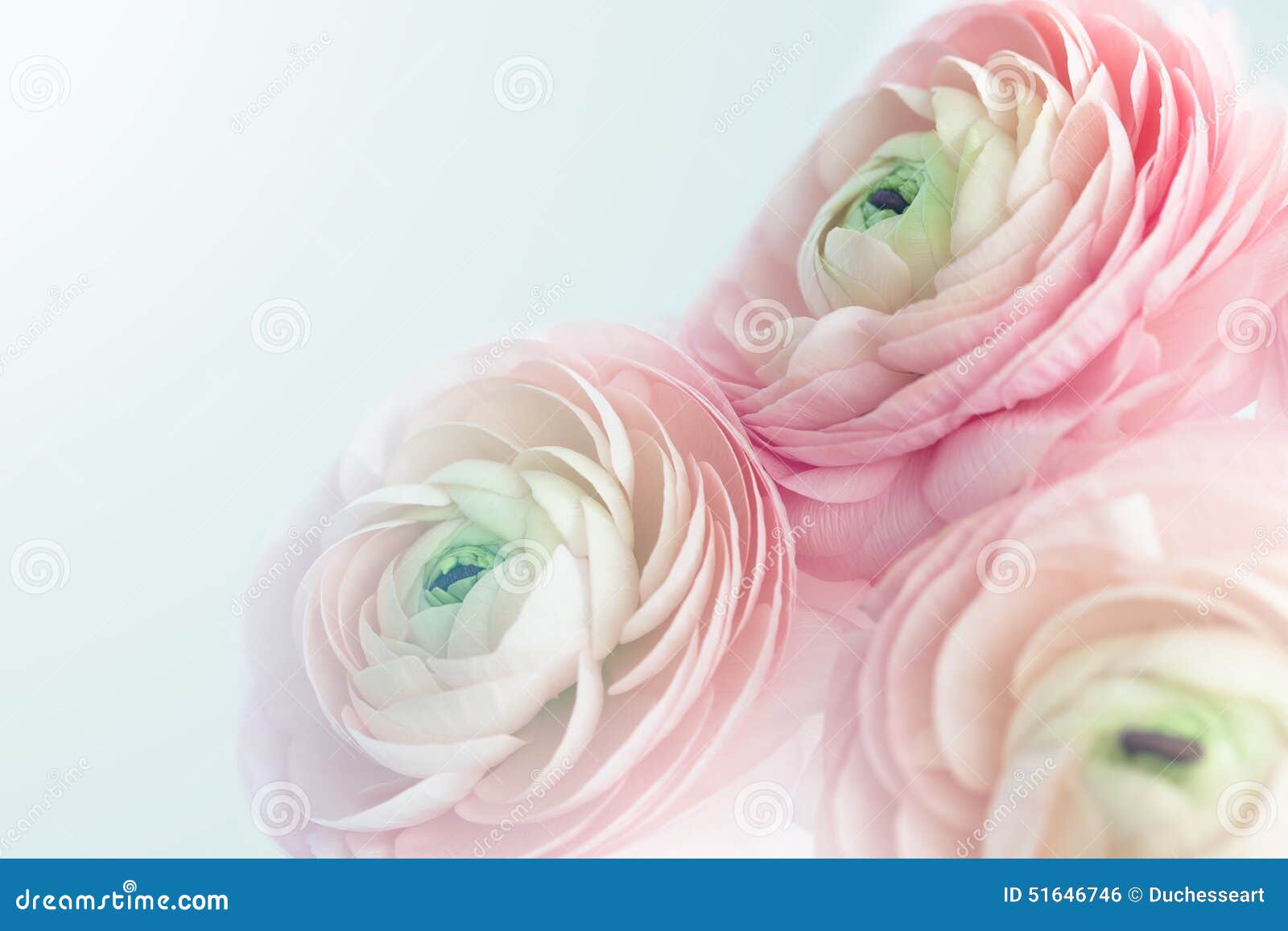 Closeup of pink ranunculus stock photo. Image of anniversary - 51646746