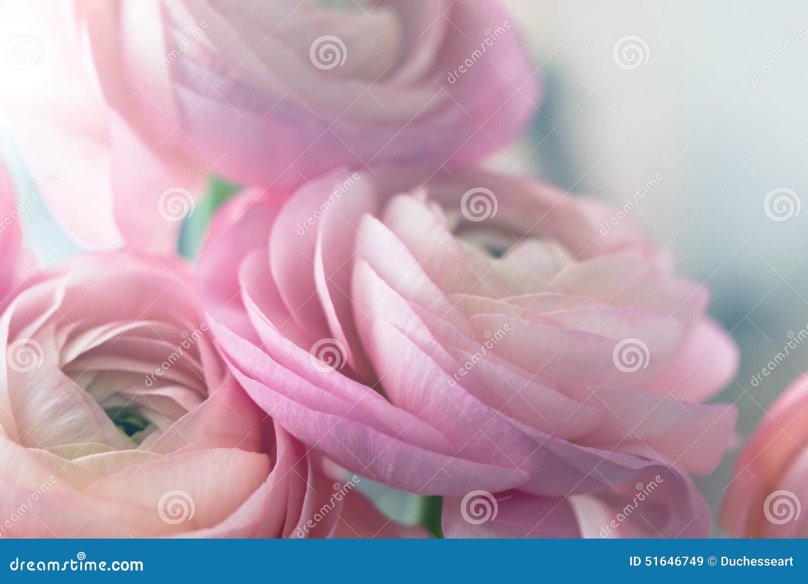 Closeup of pink ranunculus stock image. Image of bloom - 51646749
