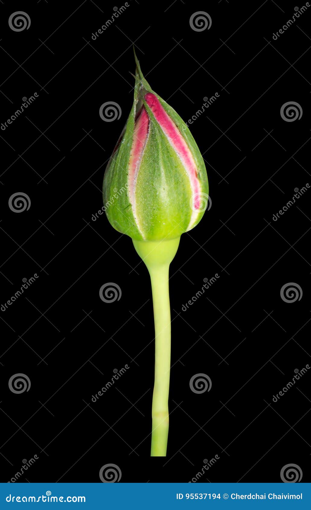Closeup Pink Rose Bud on Black Background Stock Photo - Image of color ...