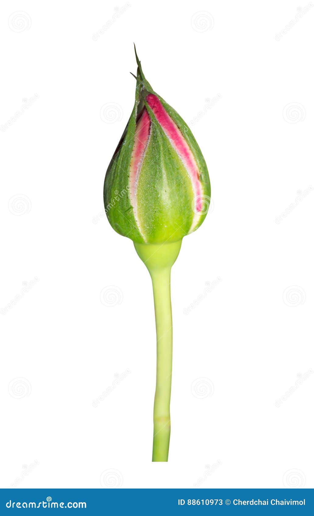 Closeup Pink Rose Bud on White Background Stock Image - Image of pink ...