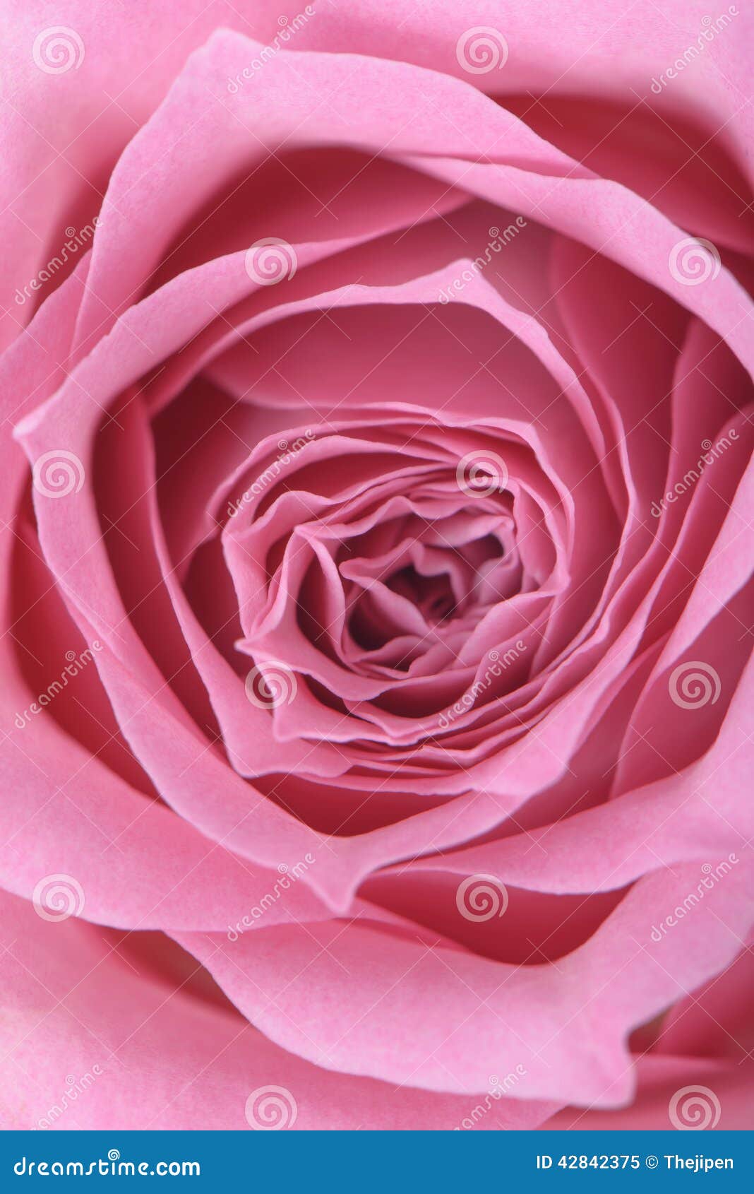 Closeup of pink rose stock image. Image of macro, love - 42842375