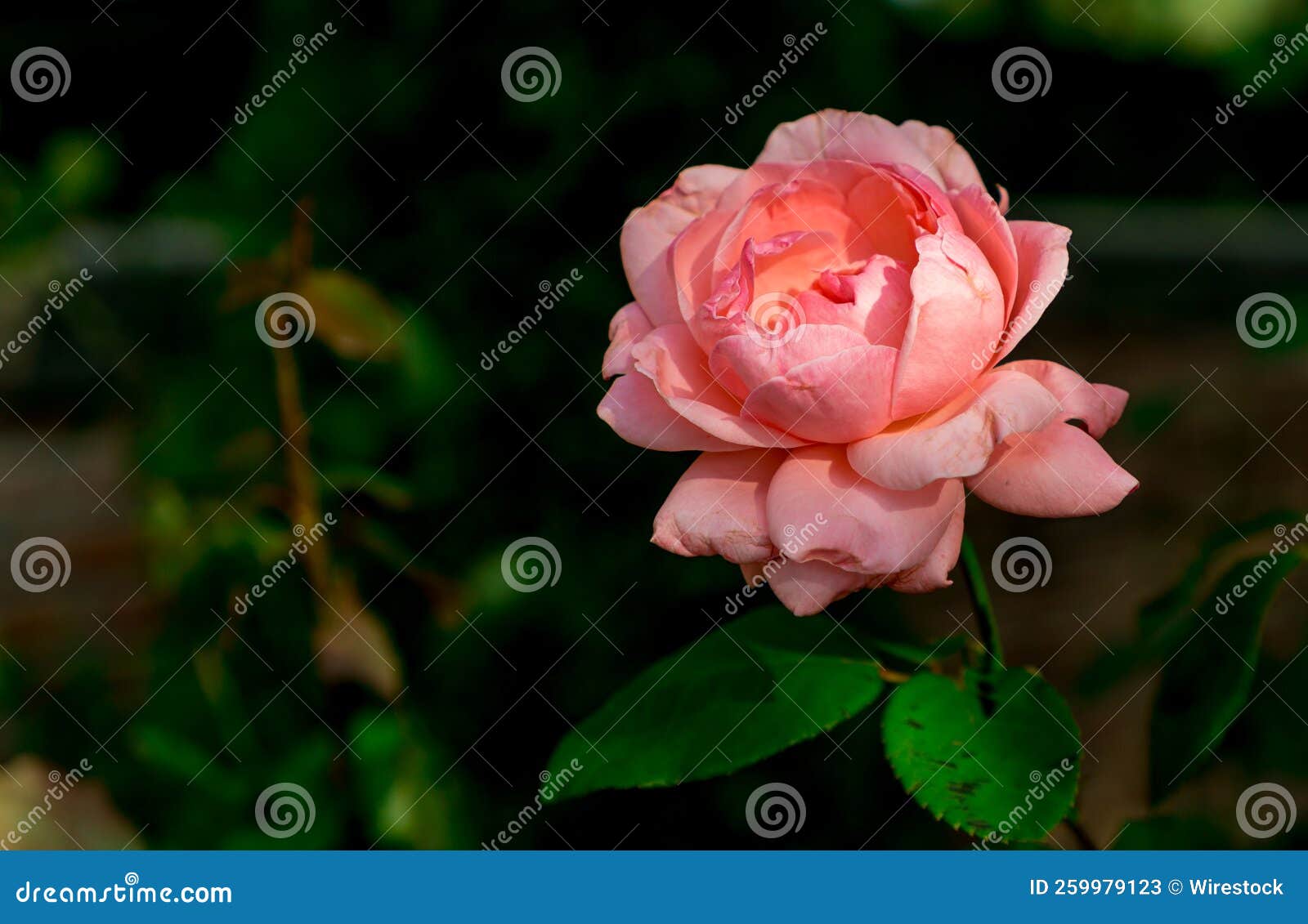 Closeup of a Pink Rose Growing in a Garden Stock Image - Image of ...