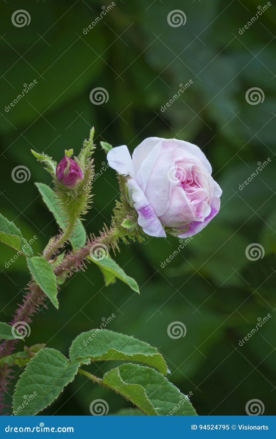 Closeup of pink rose stock image. Image of rosebud, outdoors - 94524795