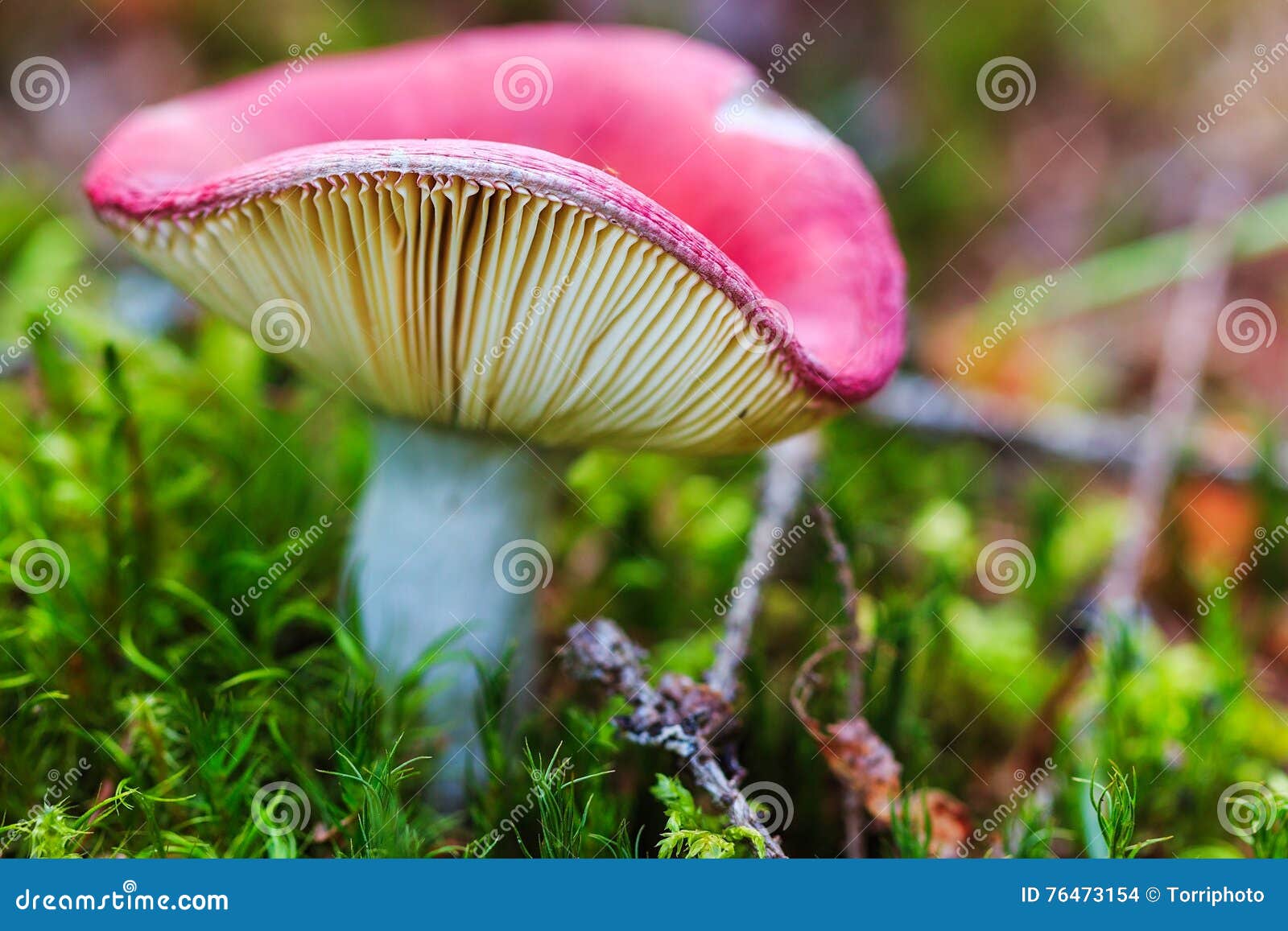 Closeup Pink Russula in Moss Stock Photo - Image of close, botanical ...