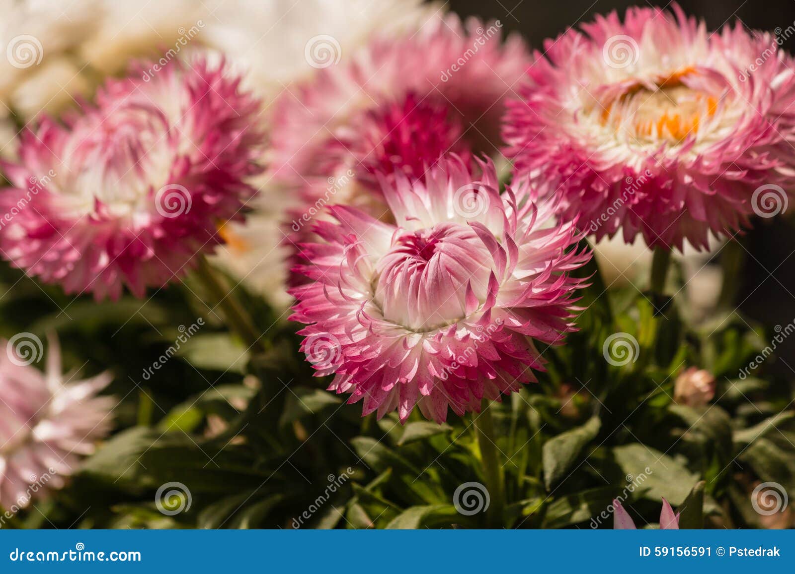 Closeup of Pink Strawflowers Stock Image - Image of pink, bracteatum ...