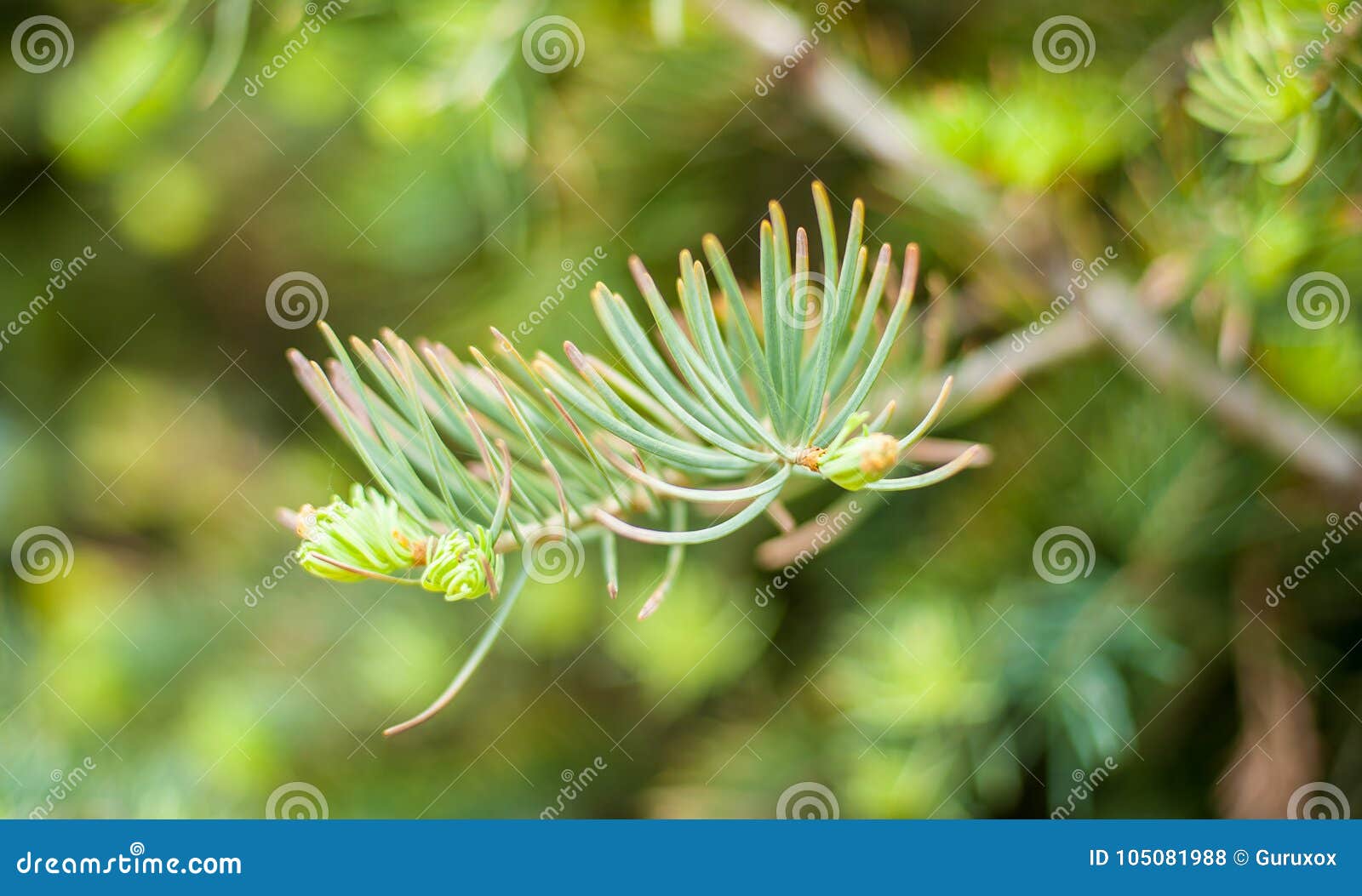 Closeup of Pinyon Pine Cone on Tree with Pine Nuts Stock Photo - Image ...