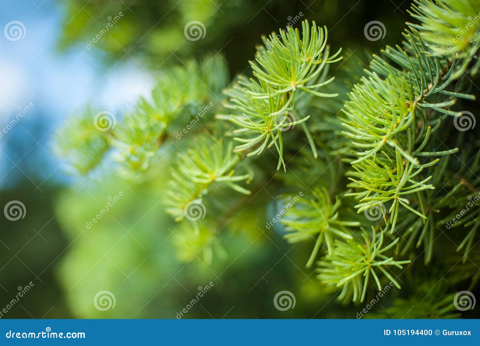 Closeup of Pinyon Pine Cone on Tree with Pine Nuts Stock Photo - Image ...