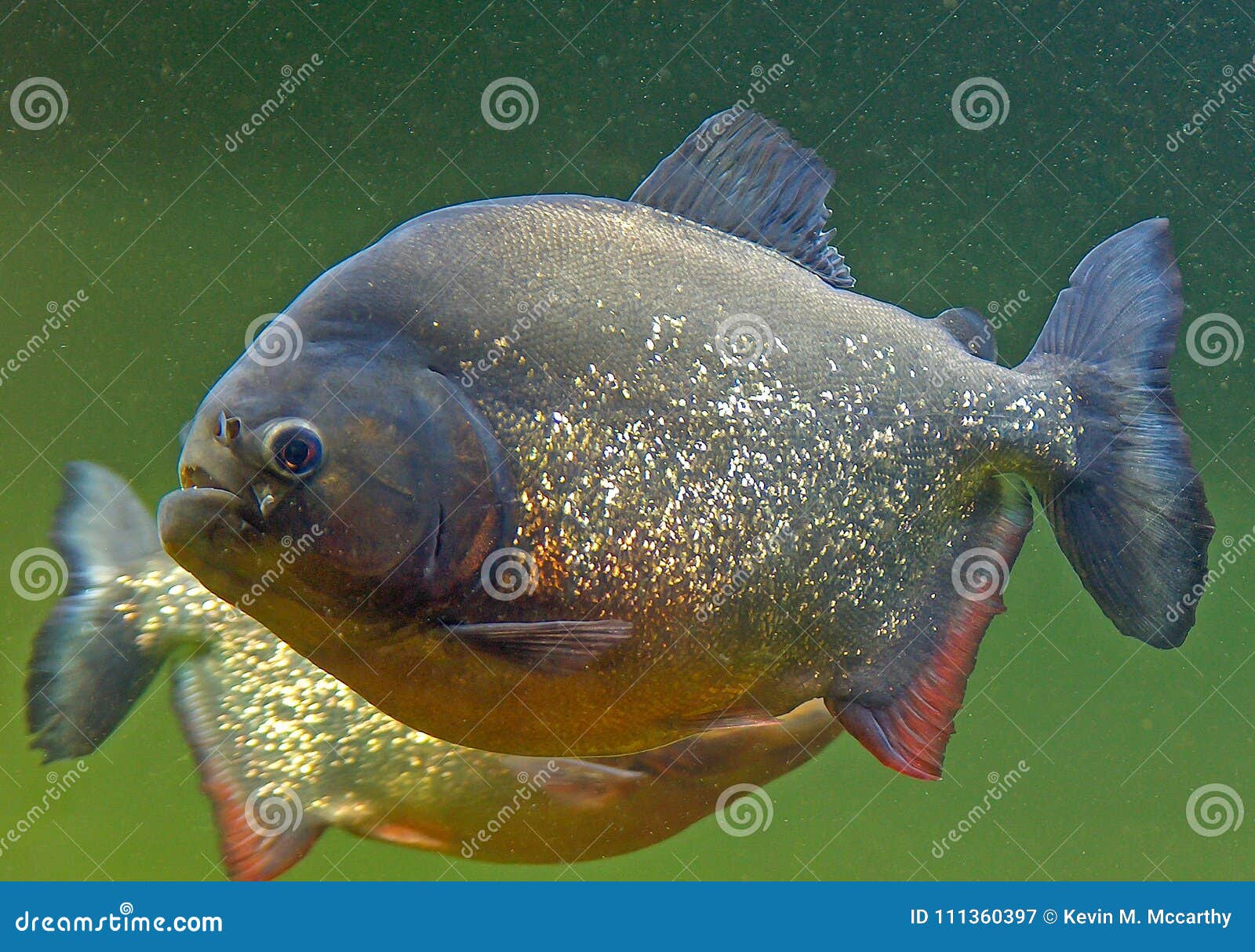 Closeup of a Pirhana Fish stock image. Image of attack - 111360397