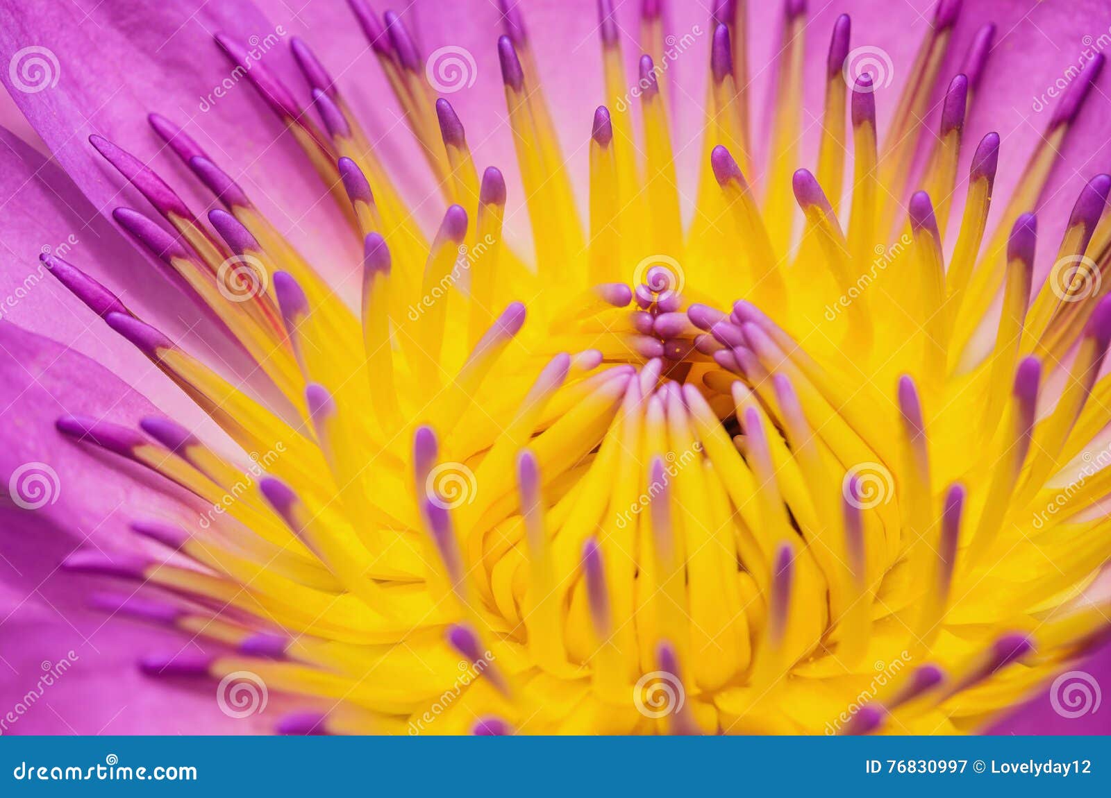 Closeup Pistil Purple Lotus Background Stock Image - Image of exotic ...