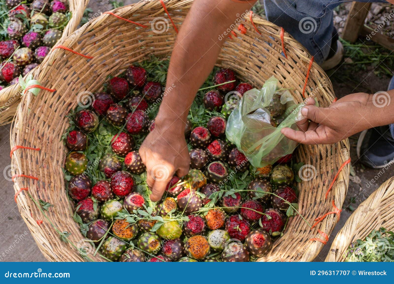 Closeup of Pitaya Fruit in Sayula Jalisco, Mexico Stock Image - Image ...
