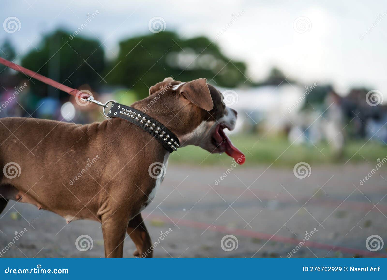 Closeup, Pitbull Dog from the Side is Happy Stock Image - Image of ...