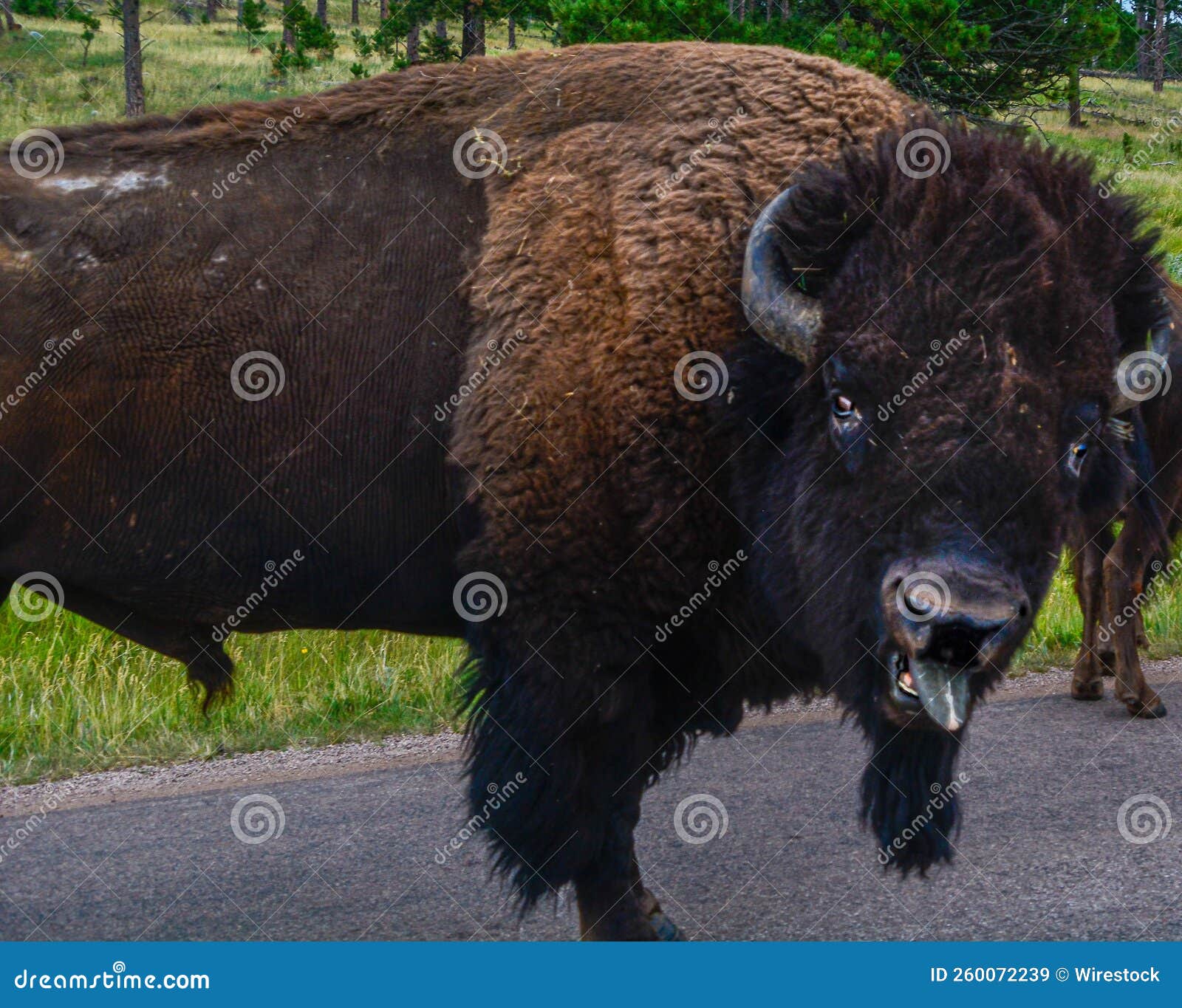 Closeup of a Plains Bison (Bison Bison Bison) Stock Image - Image of ...