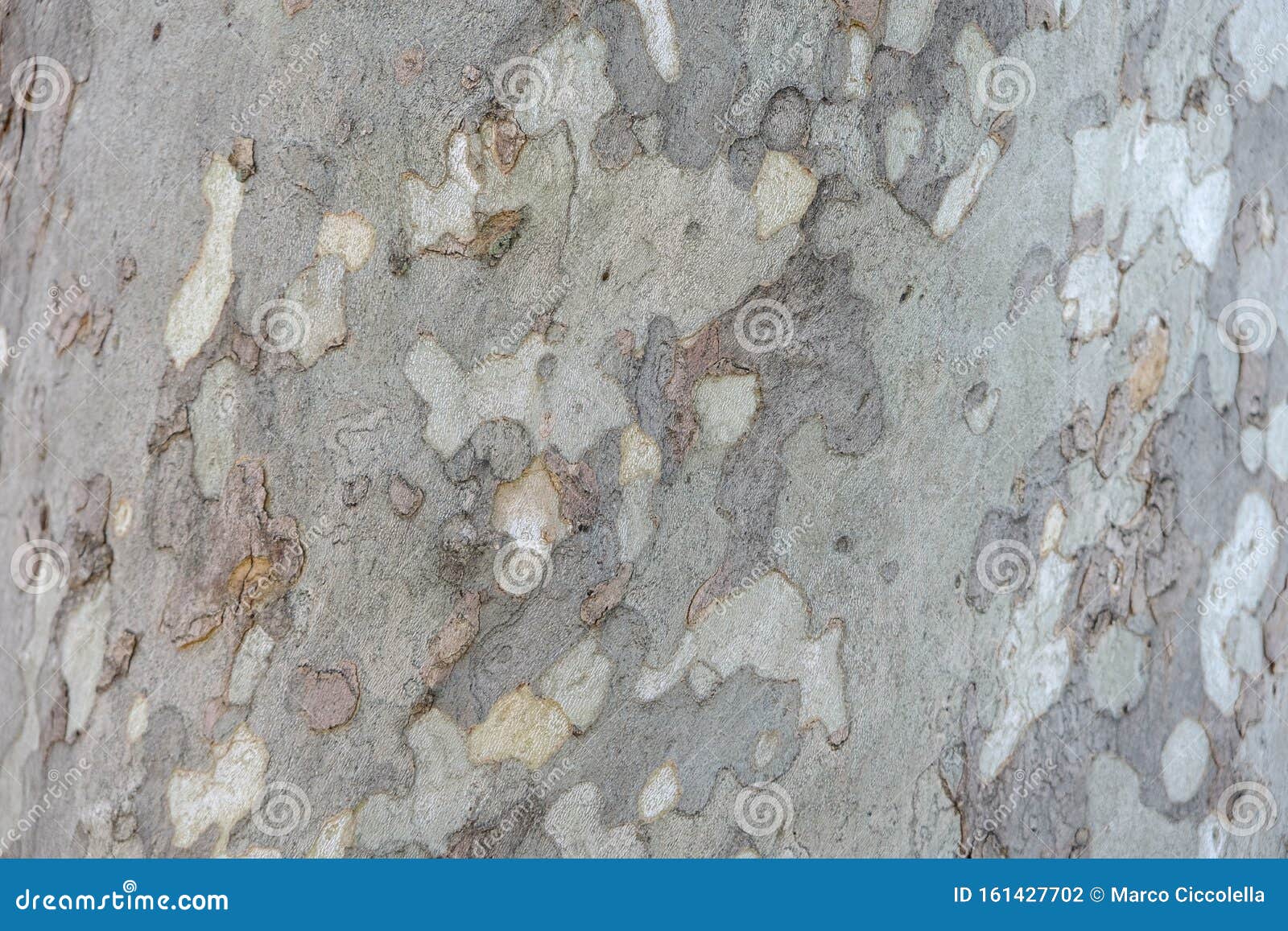 Borders Of Maple Leaf Royalty-Free Stock Image | CartoonDealer.com ...