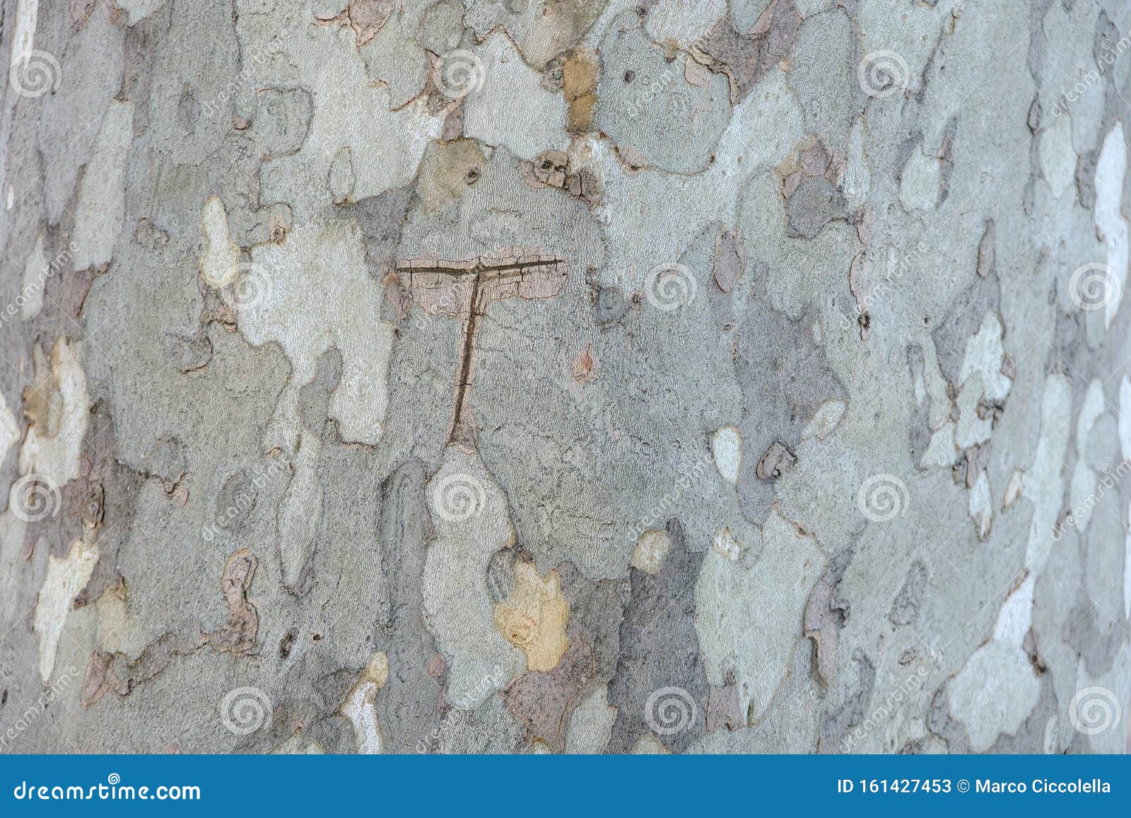 Closeup of Plane Tree Bark, Flat Full and without Borders with the Plot ...
